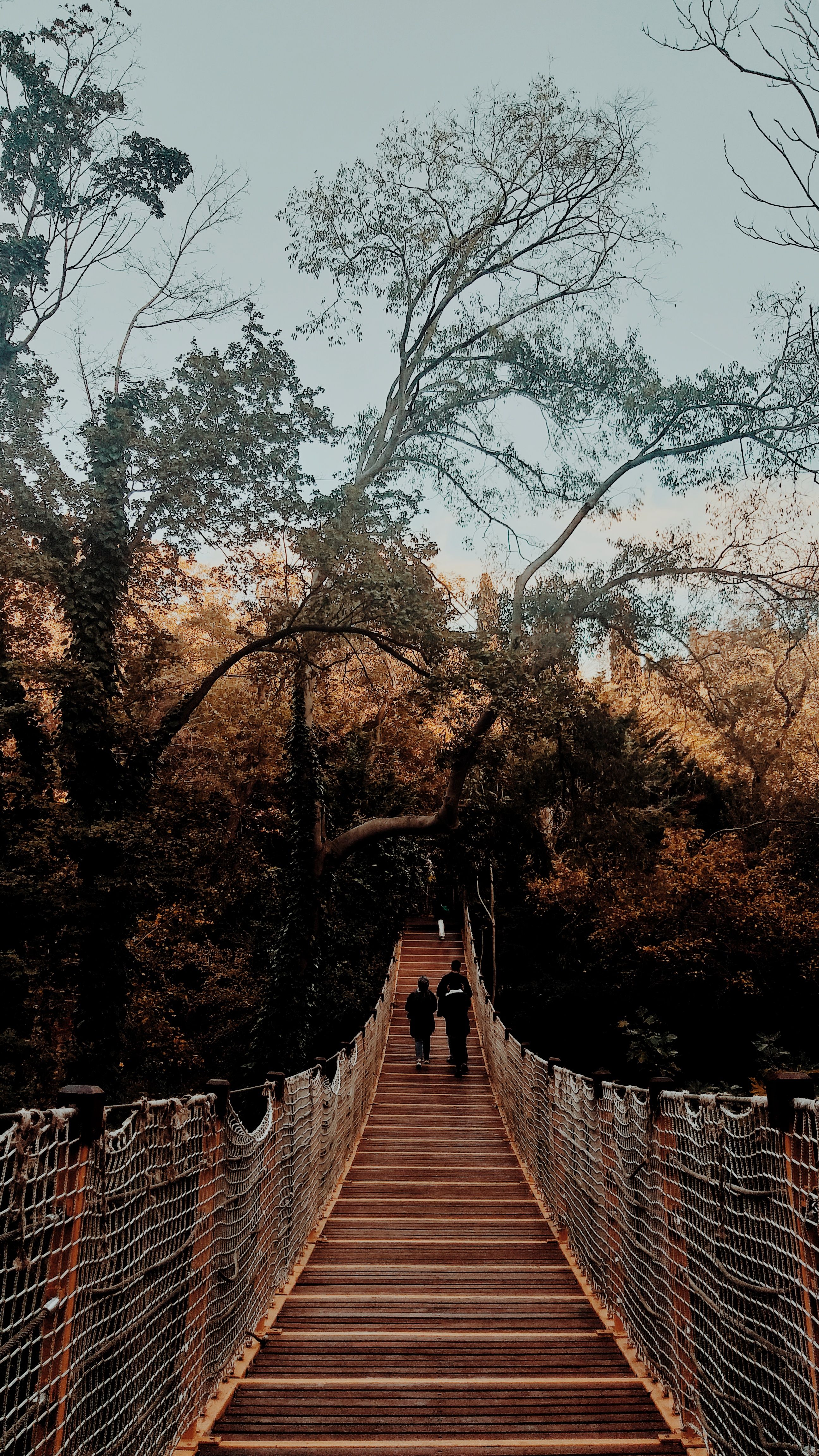 Red Bridge Through a Forest · Free Stock Photo
