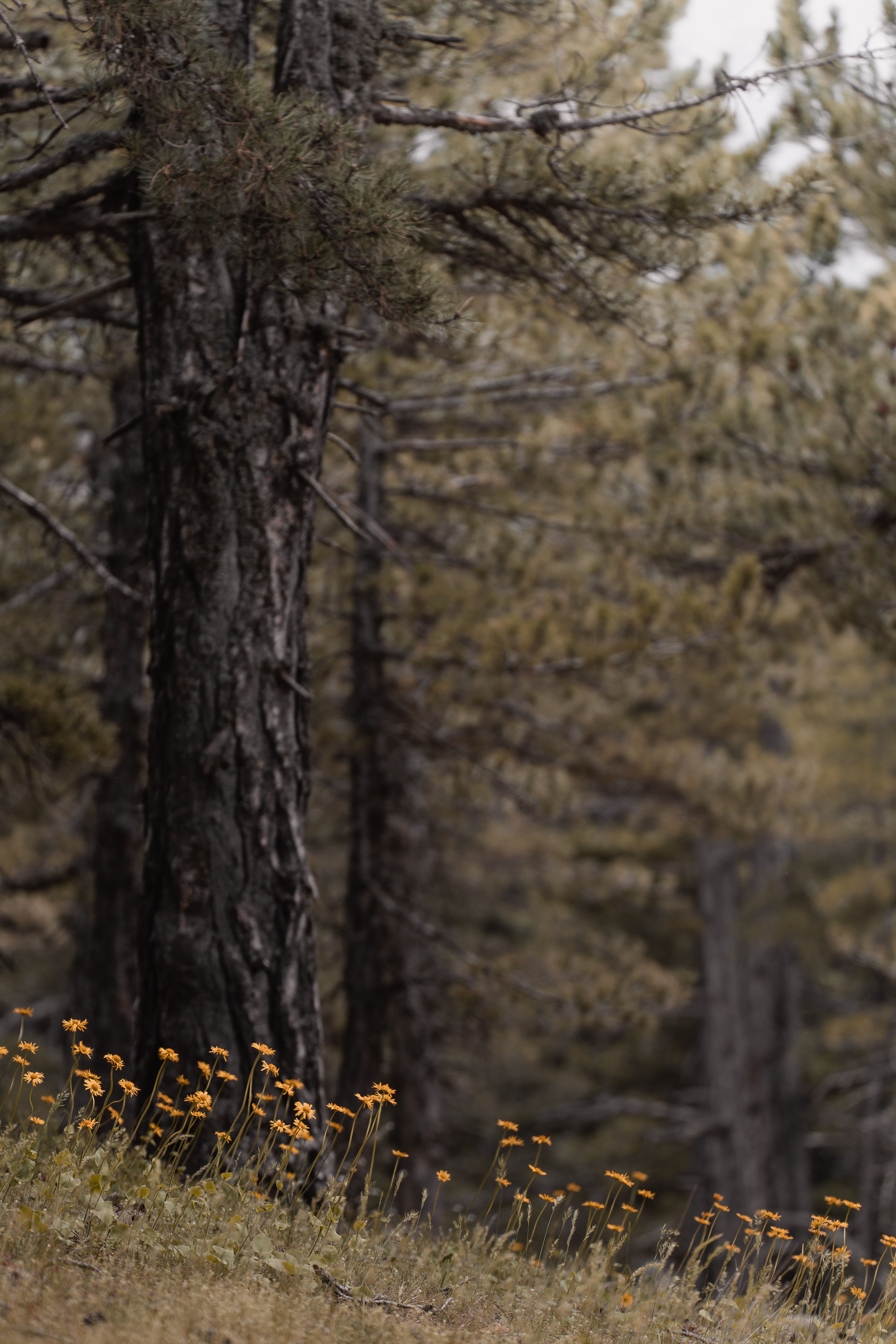 Moody Forest with Yellow Wildflowers · Free Stock Photo