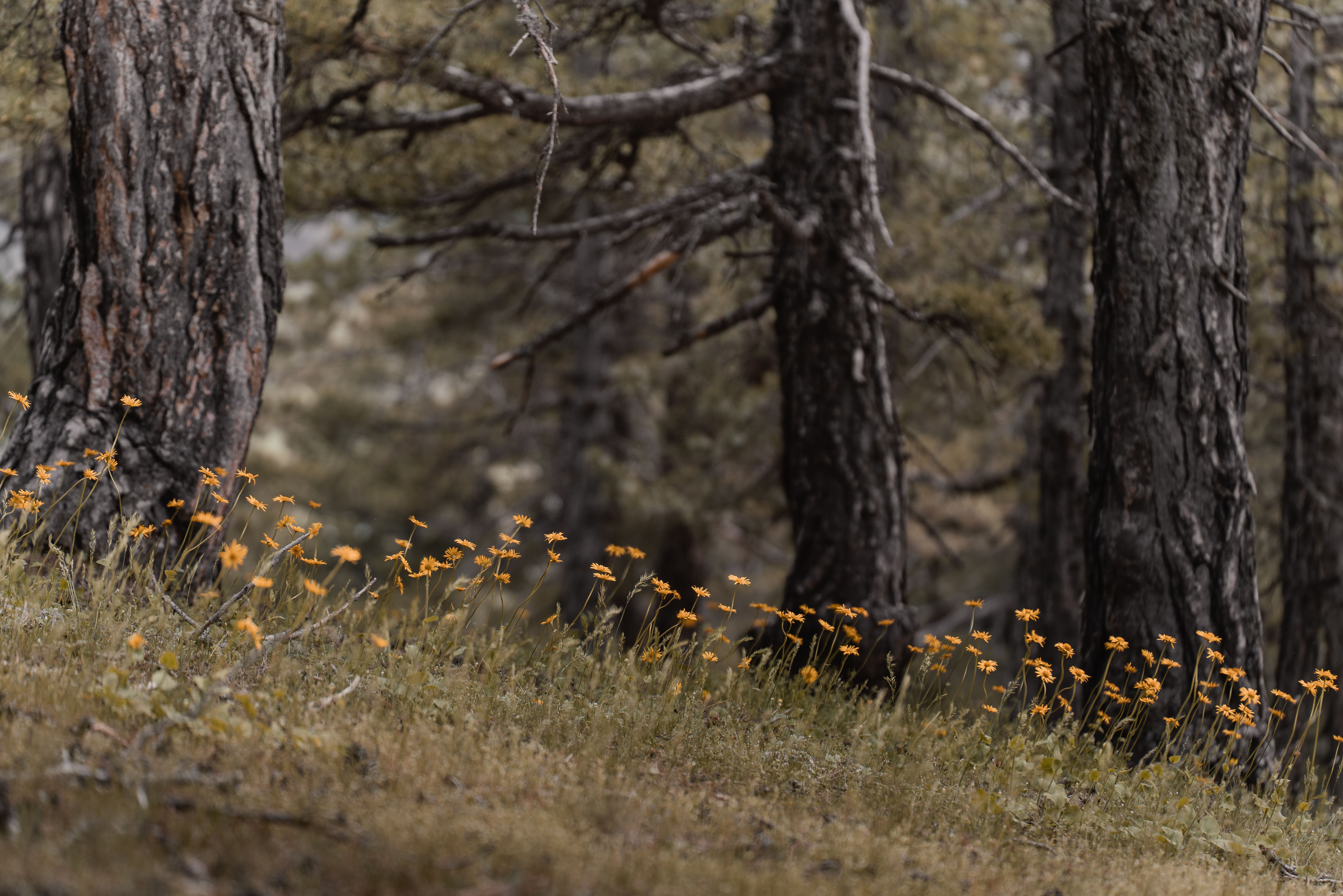 4k Wallpaper Forest Peace Photos, Download The BEST Free 4k Wallpaper ...
