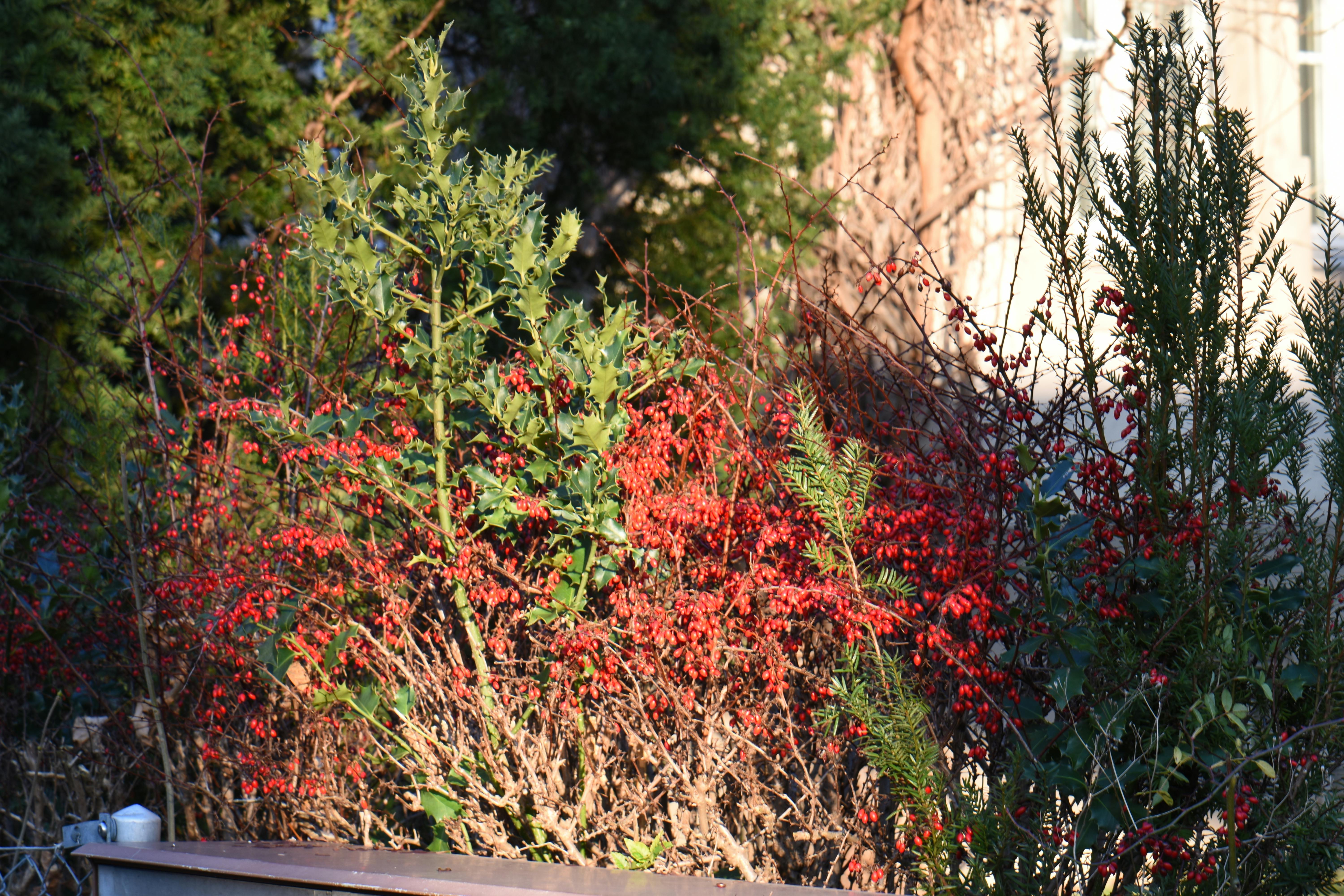 Kostenloses Foto zum Thema: beeren, gartenpflanzen, grüne blätter