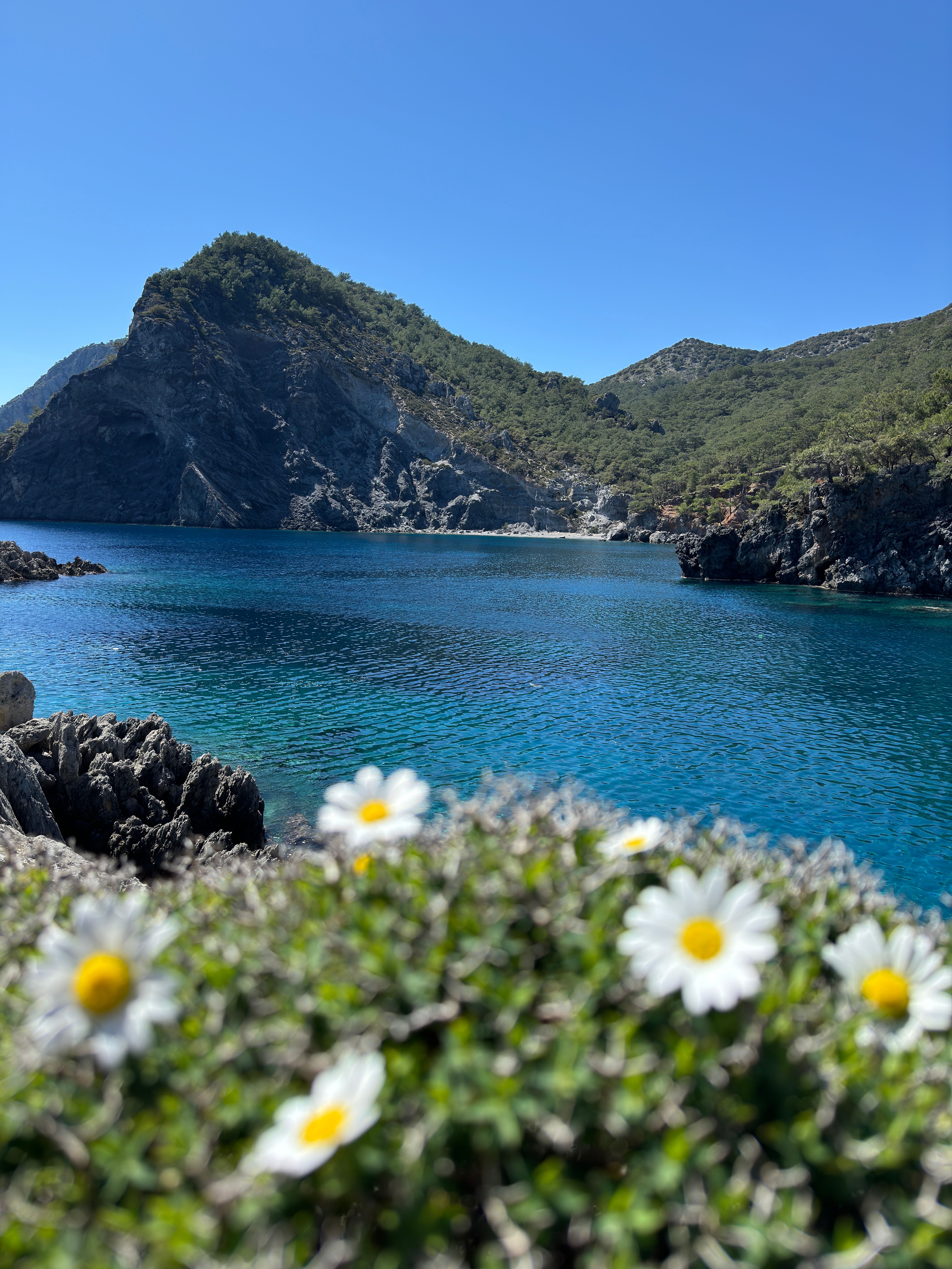 Scenic Coastal View with Wild Daisies in Turkey · Free Stock Photo