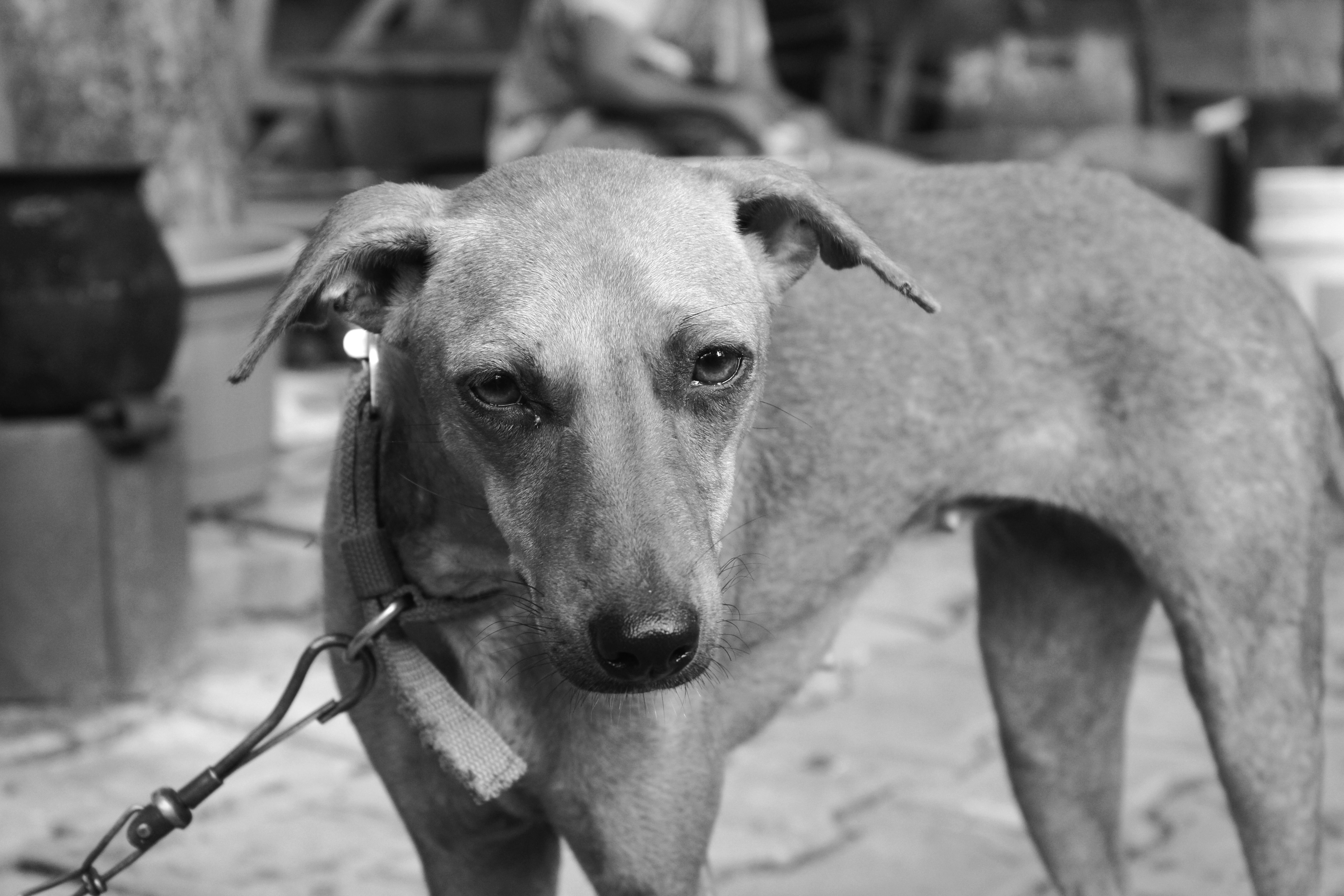 Salish And The Dog Kissing Photos, Download The BEST Free Salish And ...