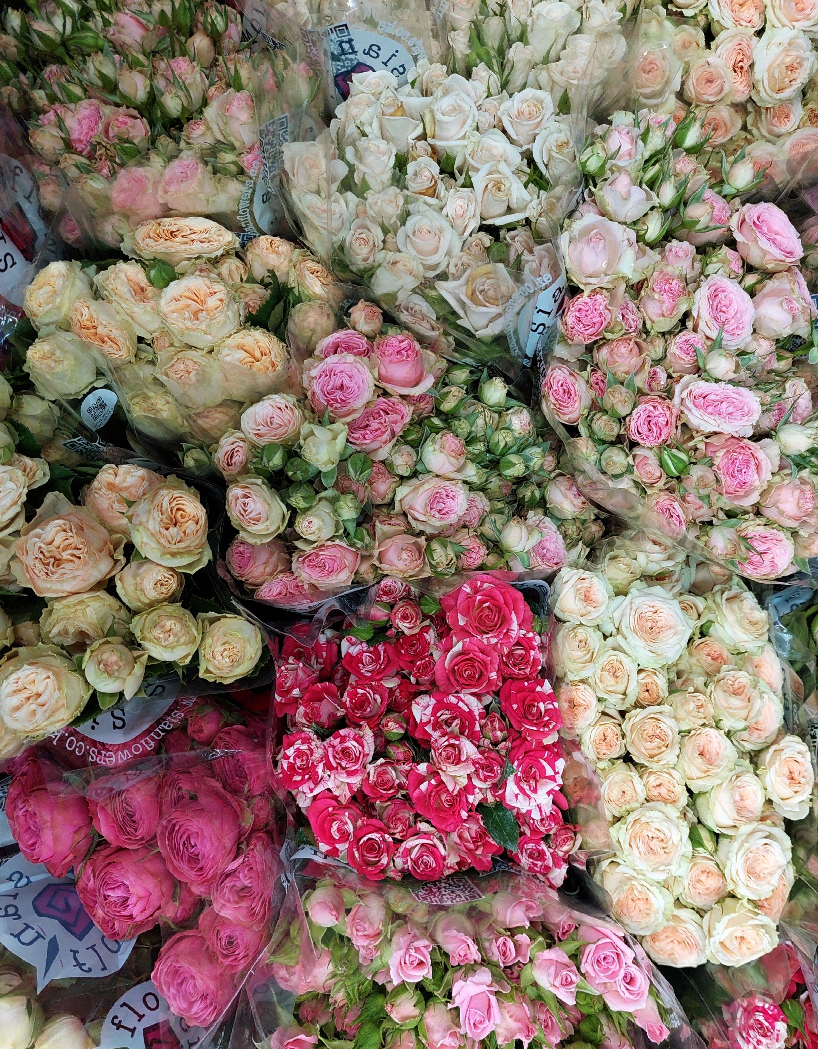Vibrant Mixed Rose Bouquets in Floral Shop · Free Stock Photo