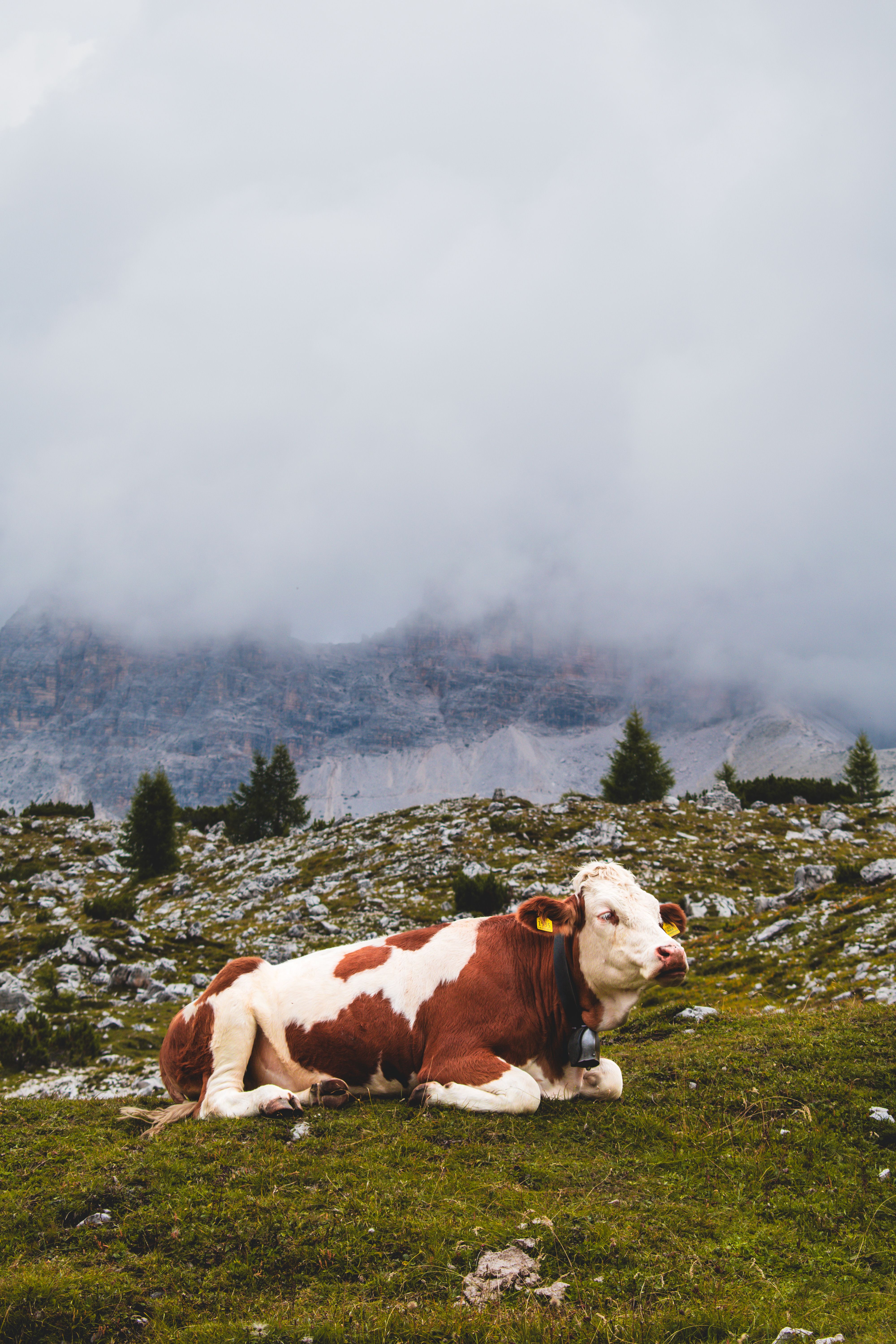 Brown and White Cow Resting in Italian Dolomites · Free Stock Photo