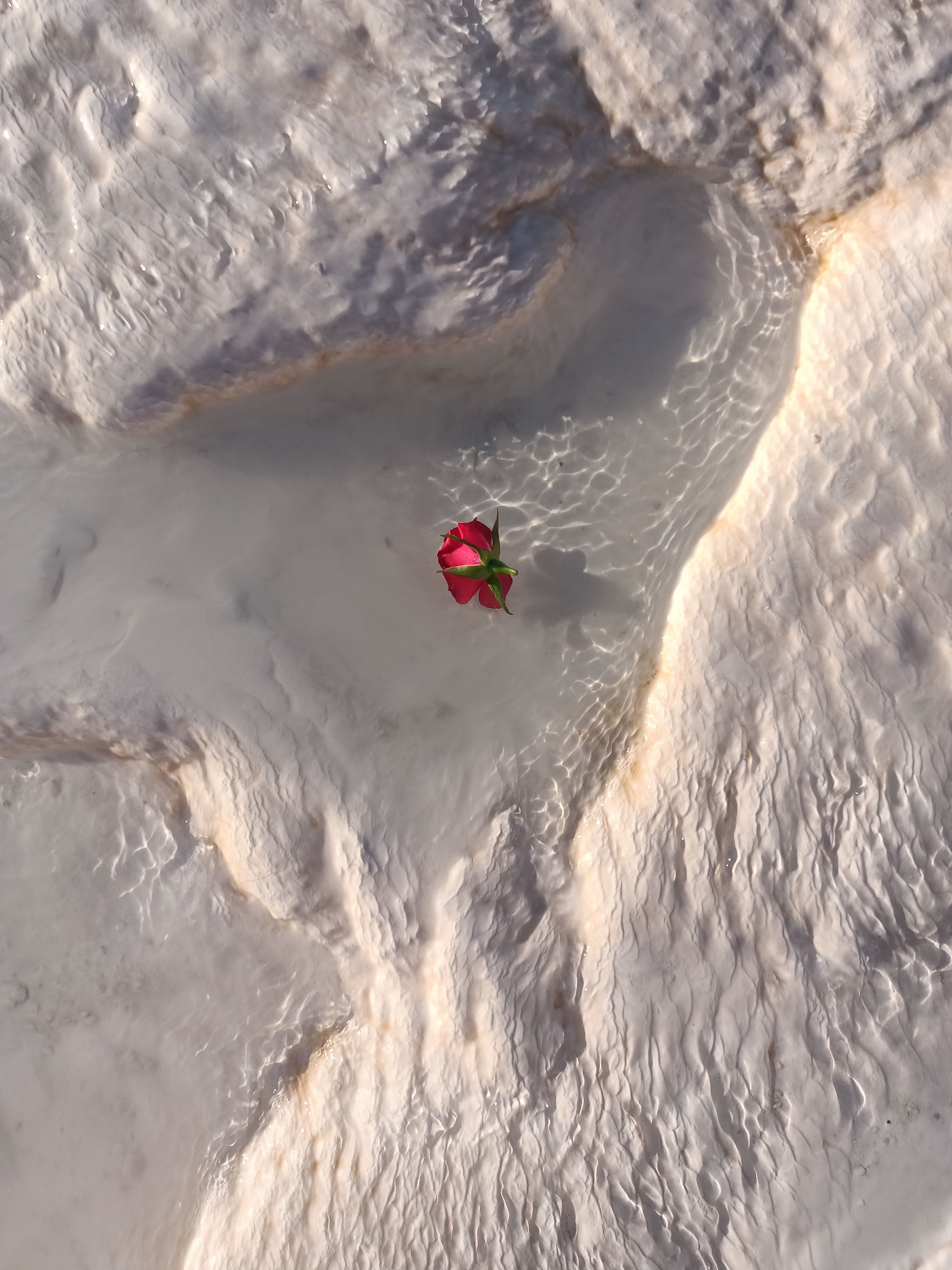 Red Rose on Travertine Surface · Free Stock Photo