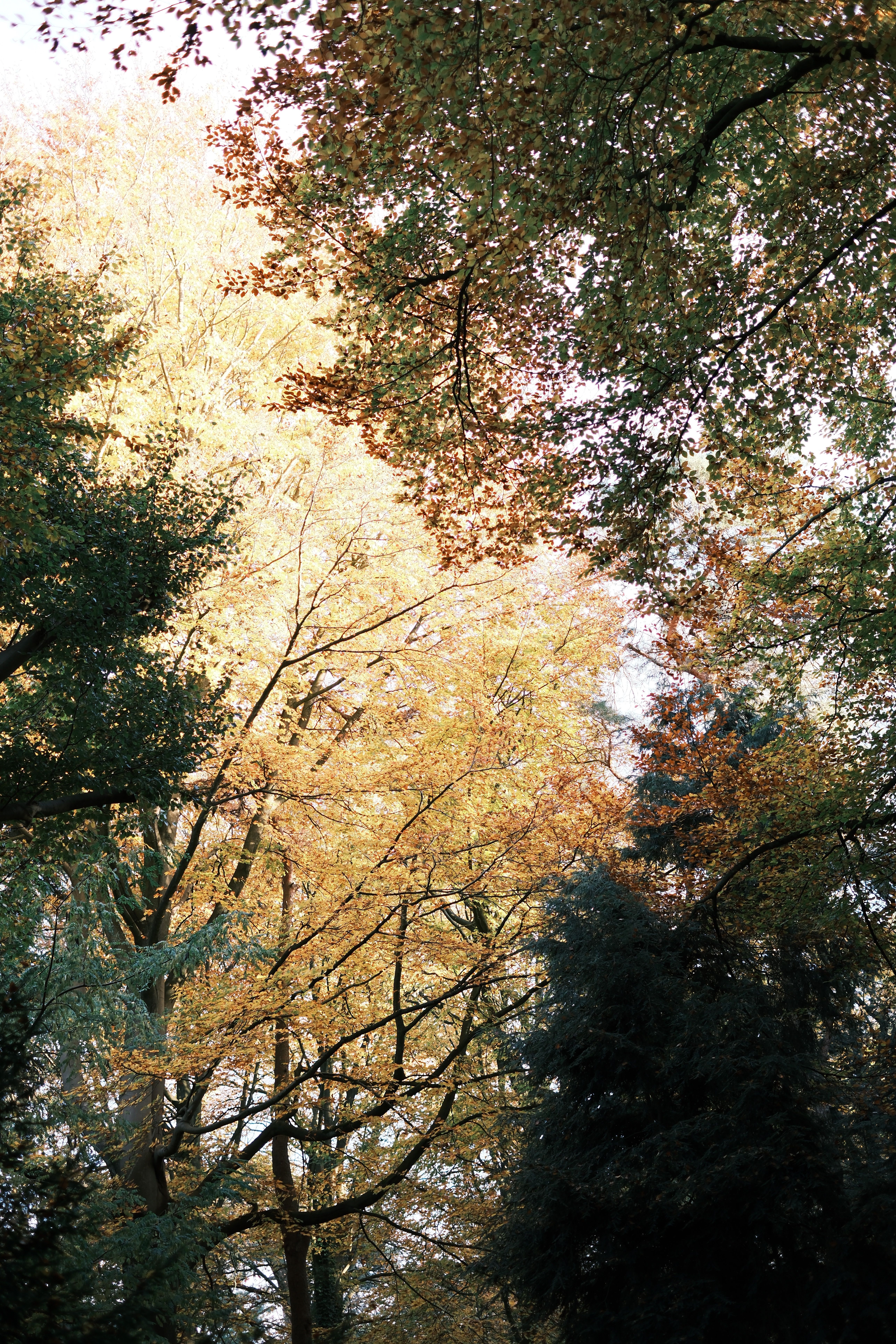 Autumn Foliage in a Sunlit Forest · Free Stock Photo
