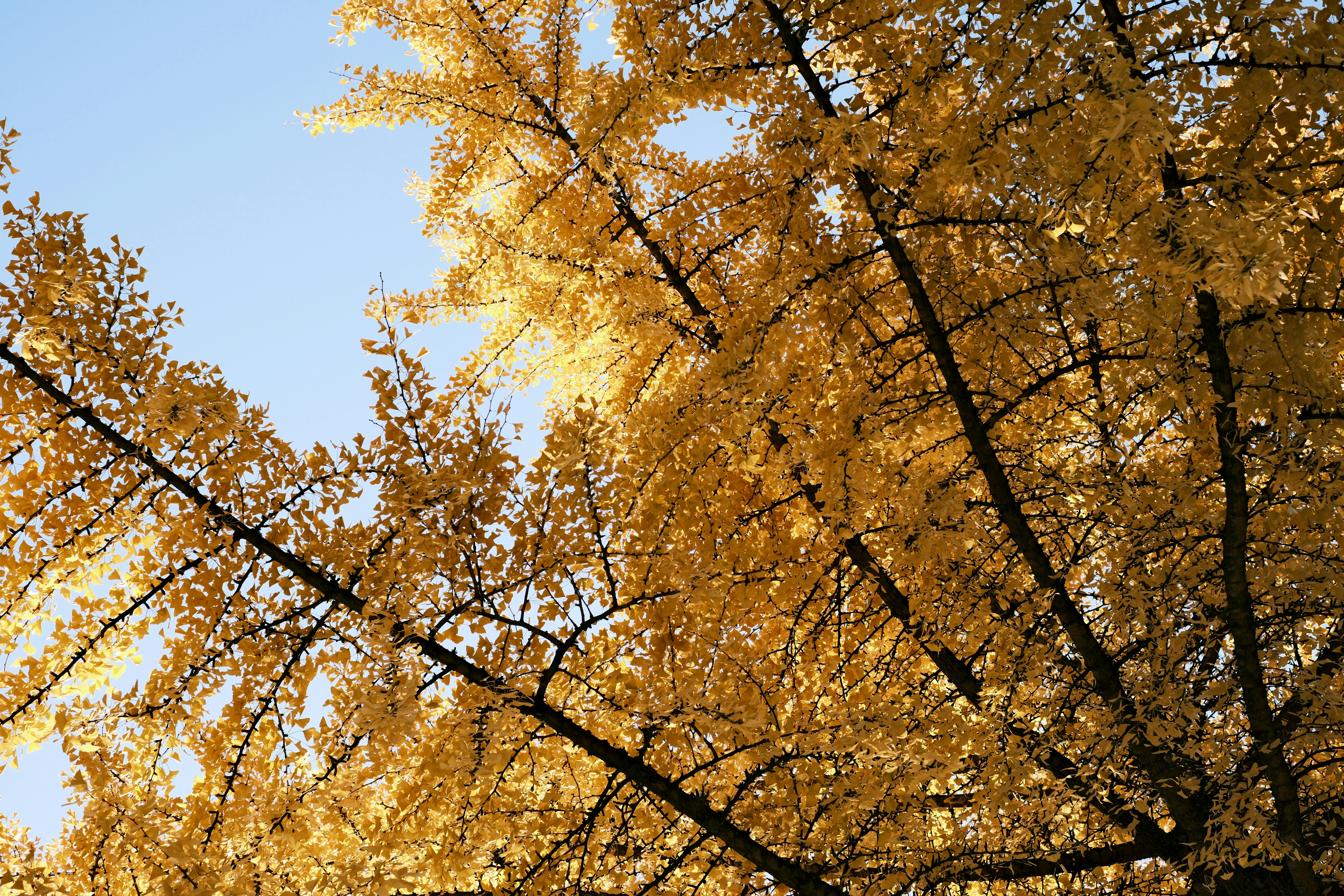 Hojas Doradas De Ginkgo Bajo La Luz Del Sol Otoñal · Foto de stock gratuita