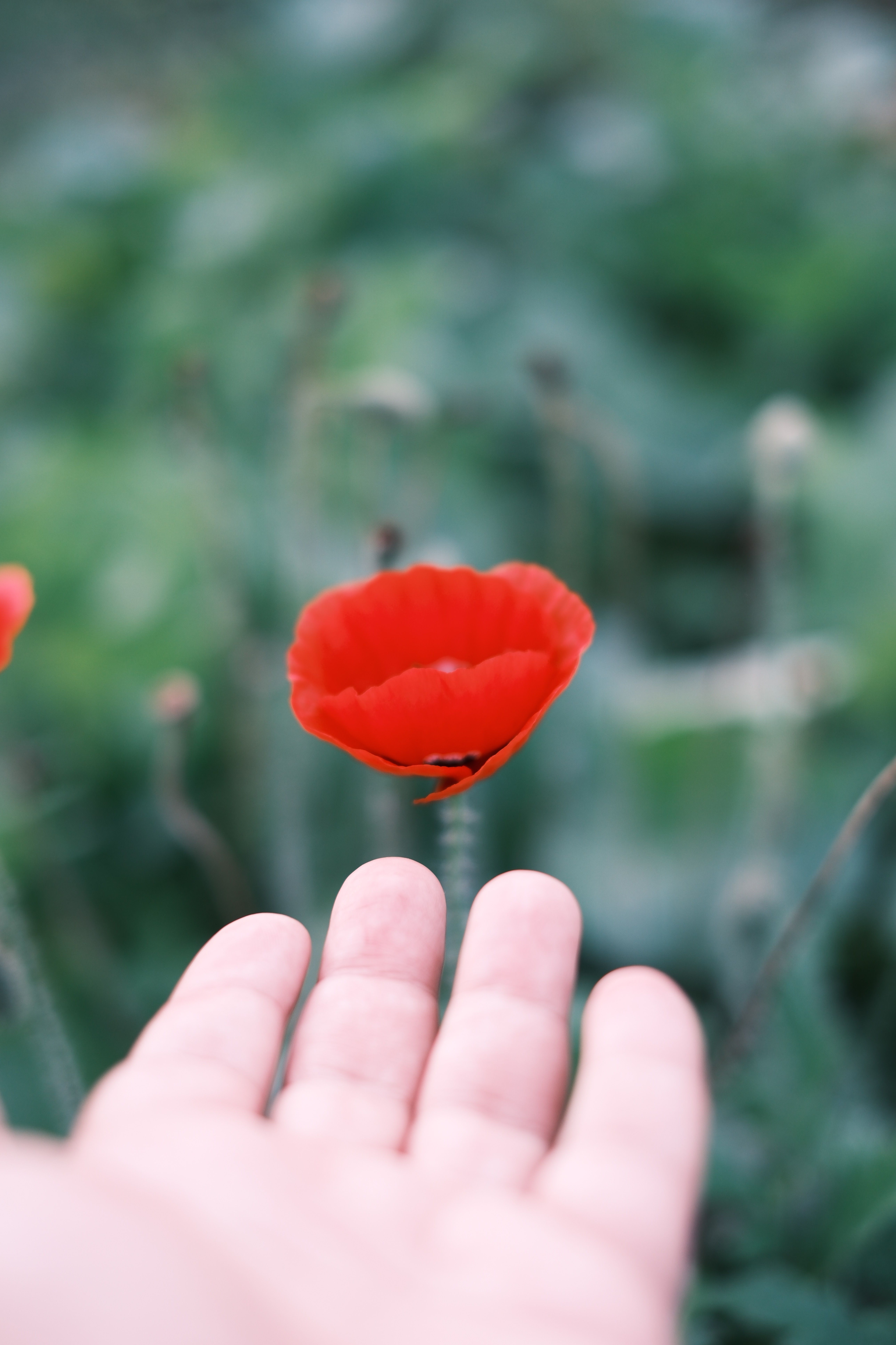 Hand Reaching Towards Vibrant Red Poppy Flower · Free Stock Photo