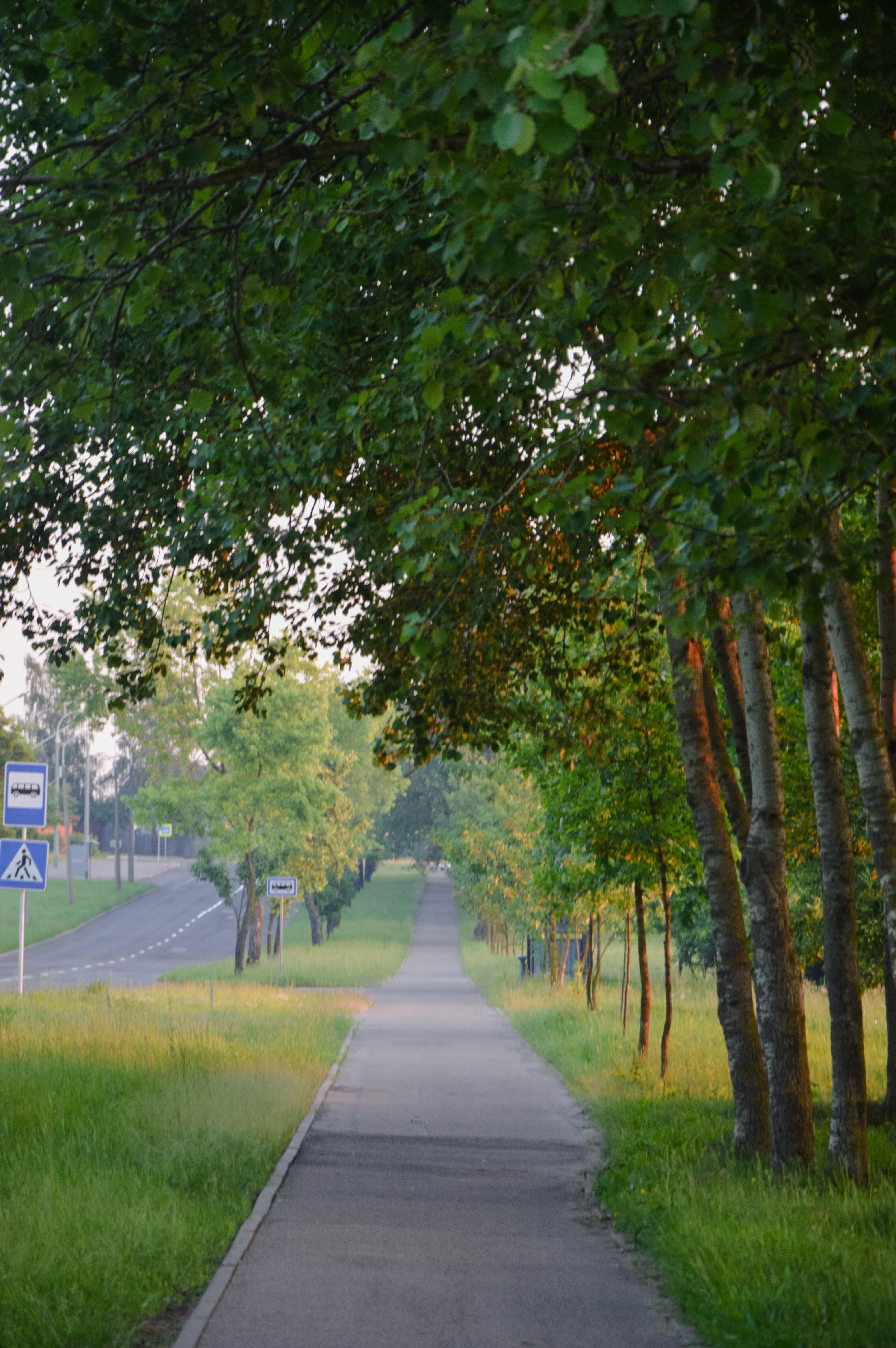 Serene Pathway Under Lush Green Trees · Free Stock Photo
