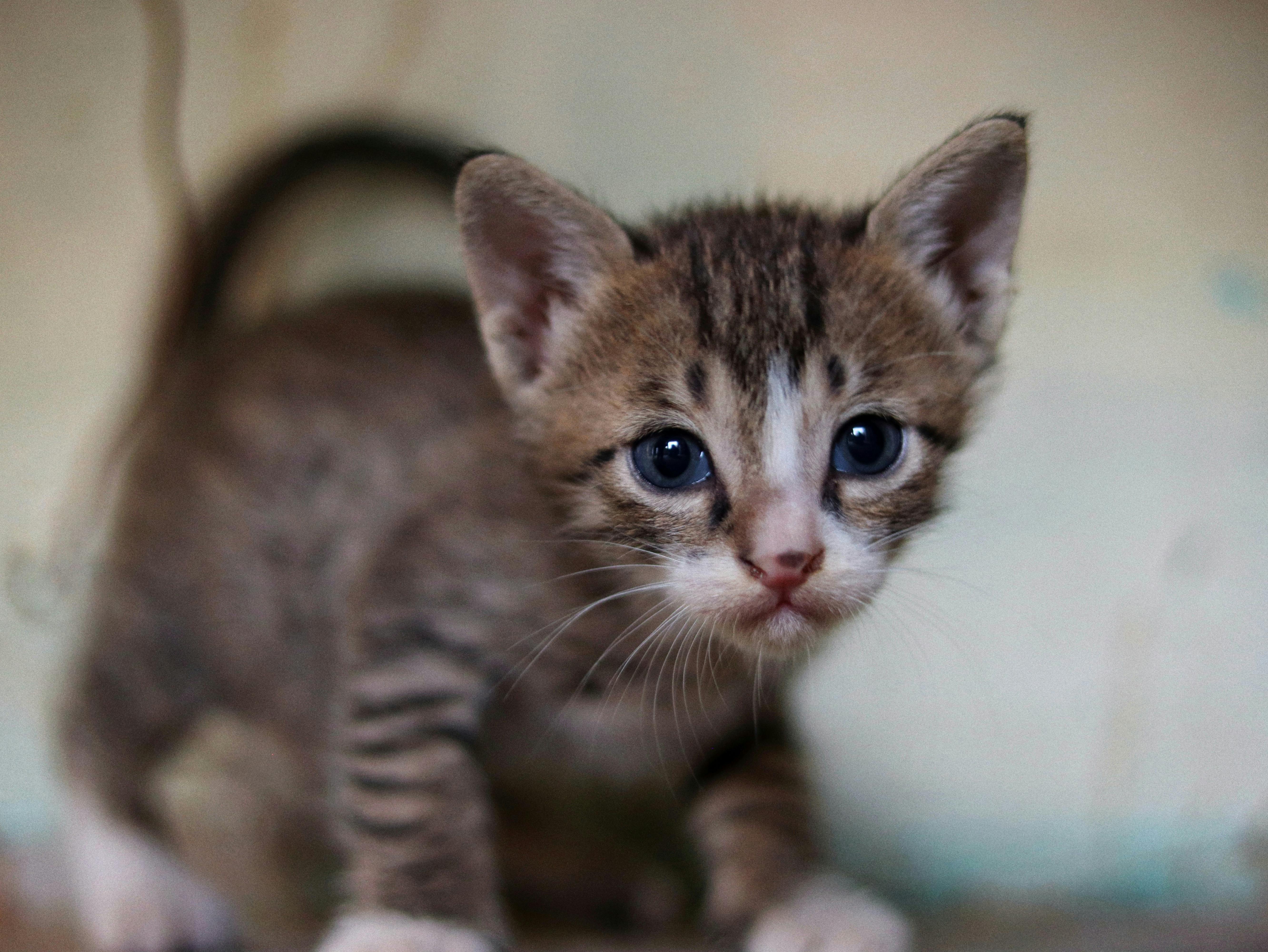 Dog+Css+Animation Photos, Download The BEST Free Dog+Css+Animation Stock Photos & HD Images