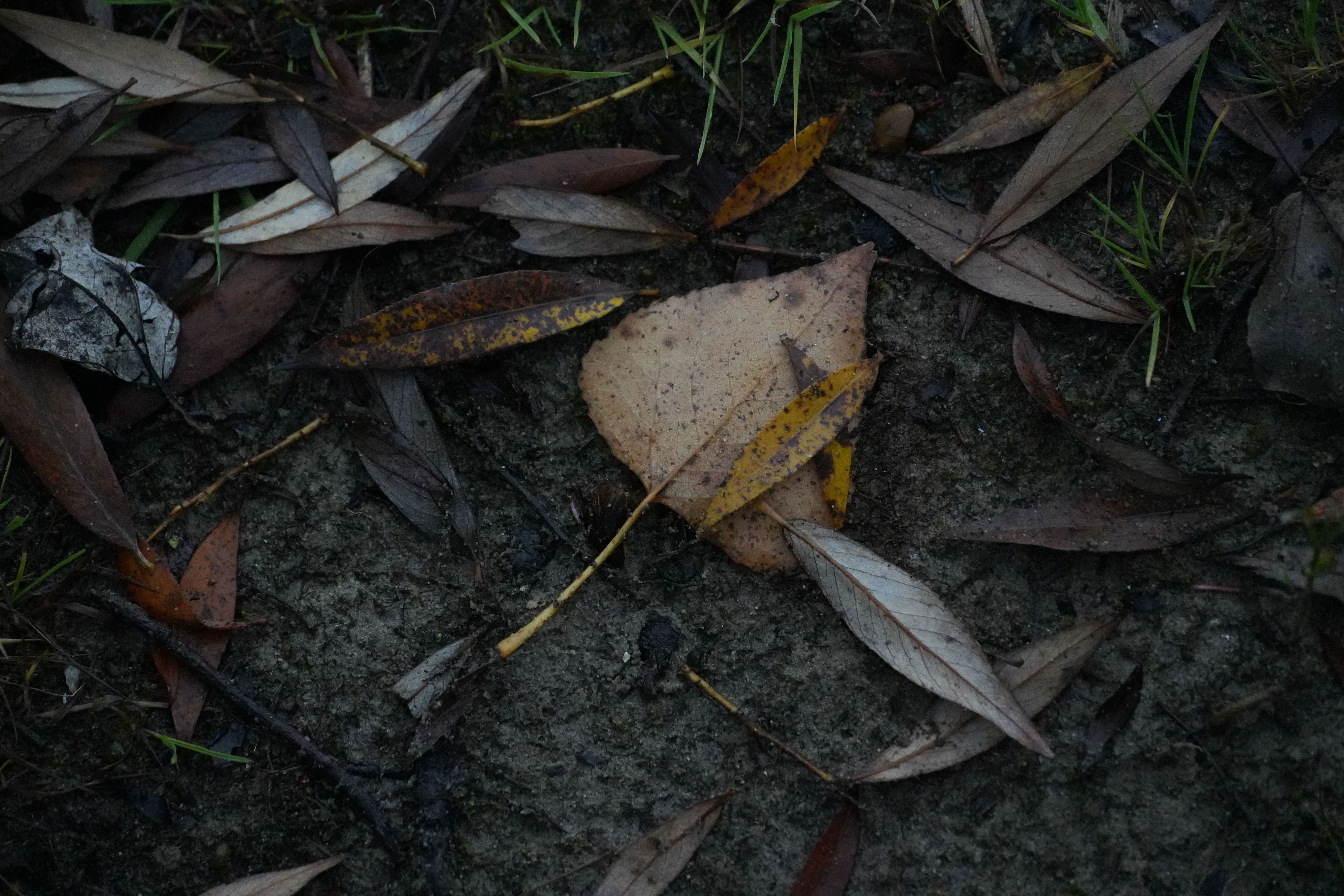 Autumn Leaves on Damp Forest Floor · Free Stock Photo