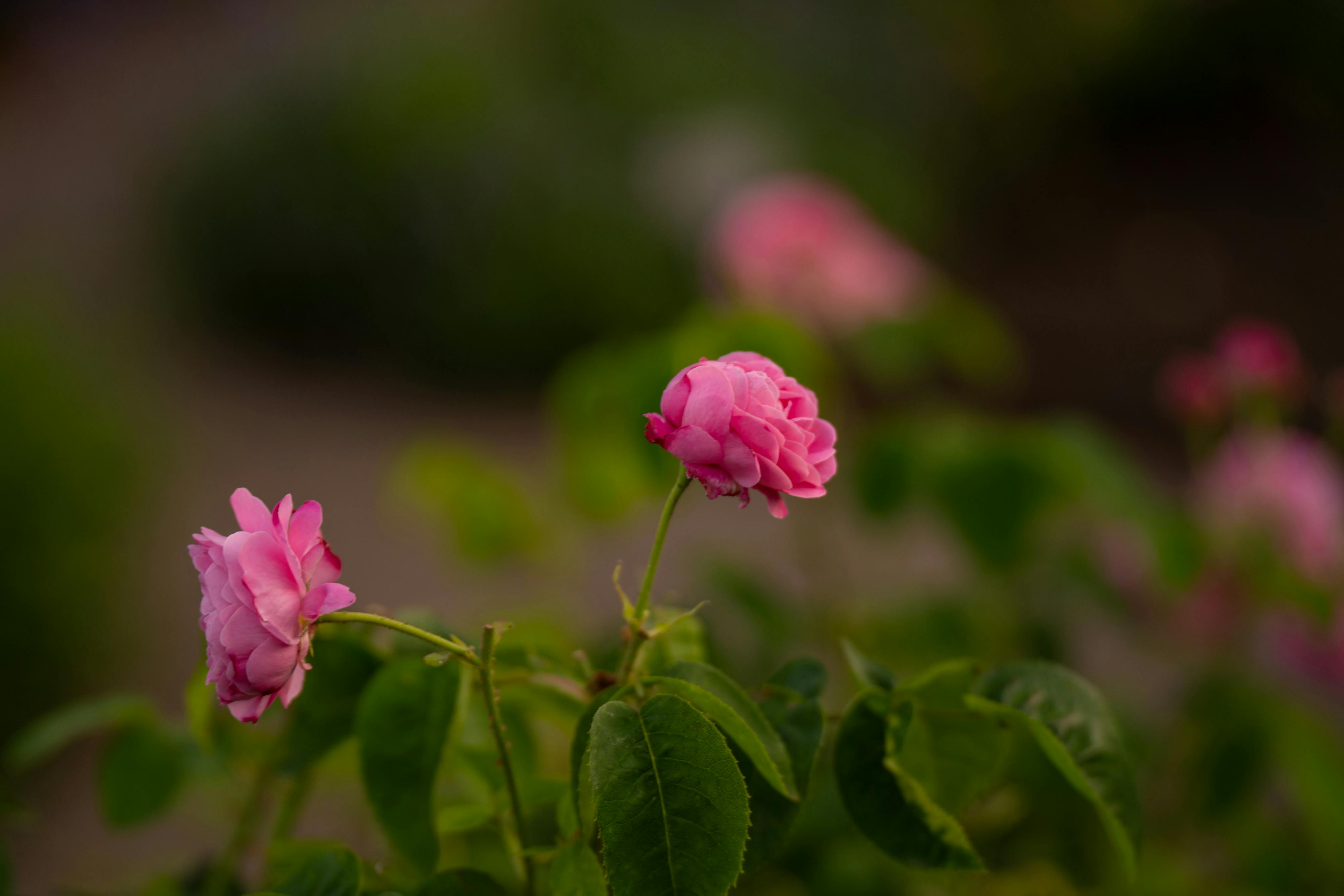 Bokeh Spp Jepang Photos, Download The BEST Free Bokeh Spp Jepang Stock ...