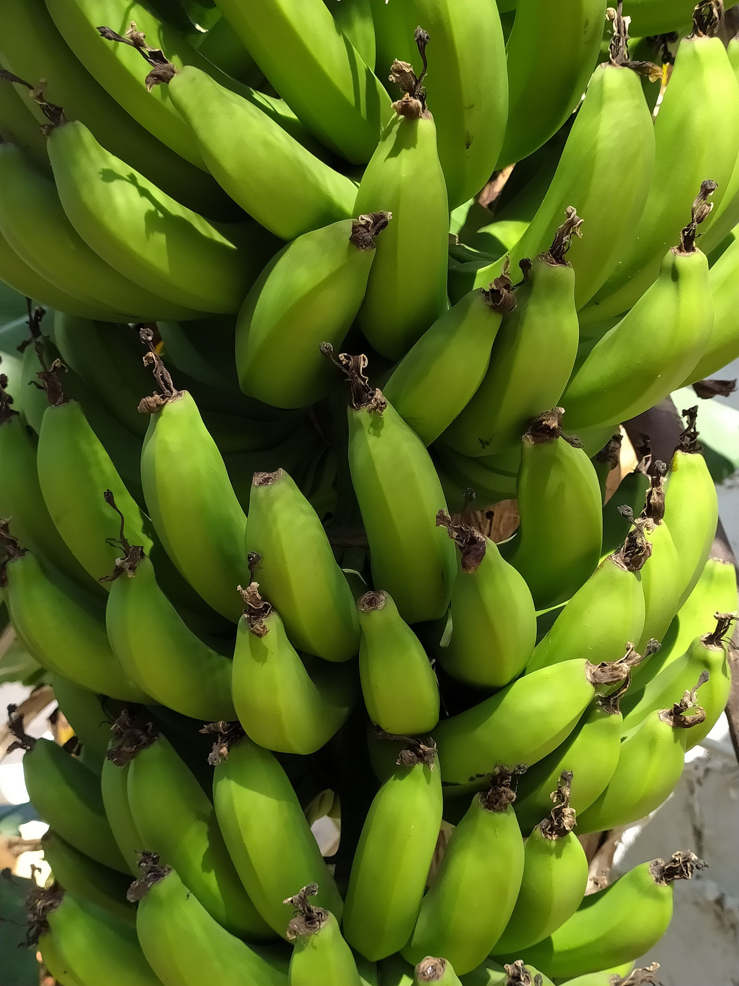 Close-Up of Cluster of Green Bananas on Tree · Free Stock Photo