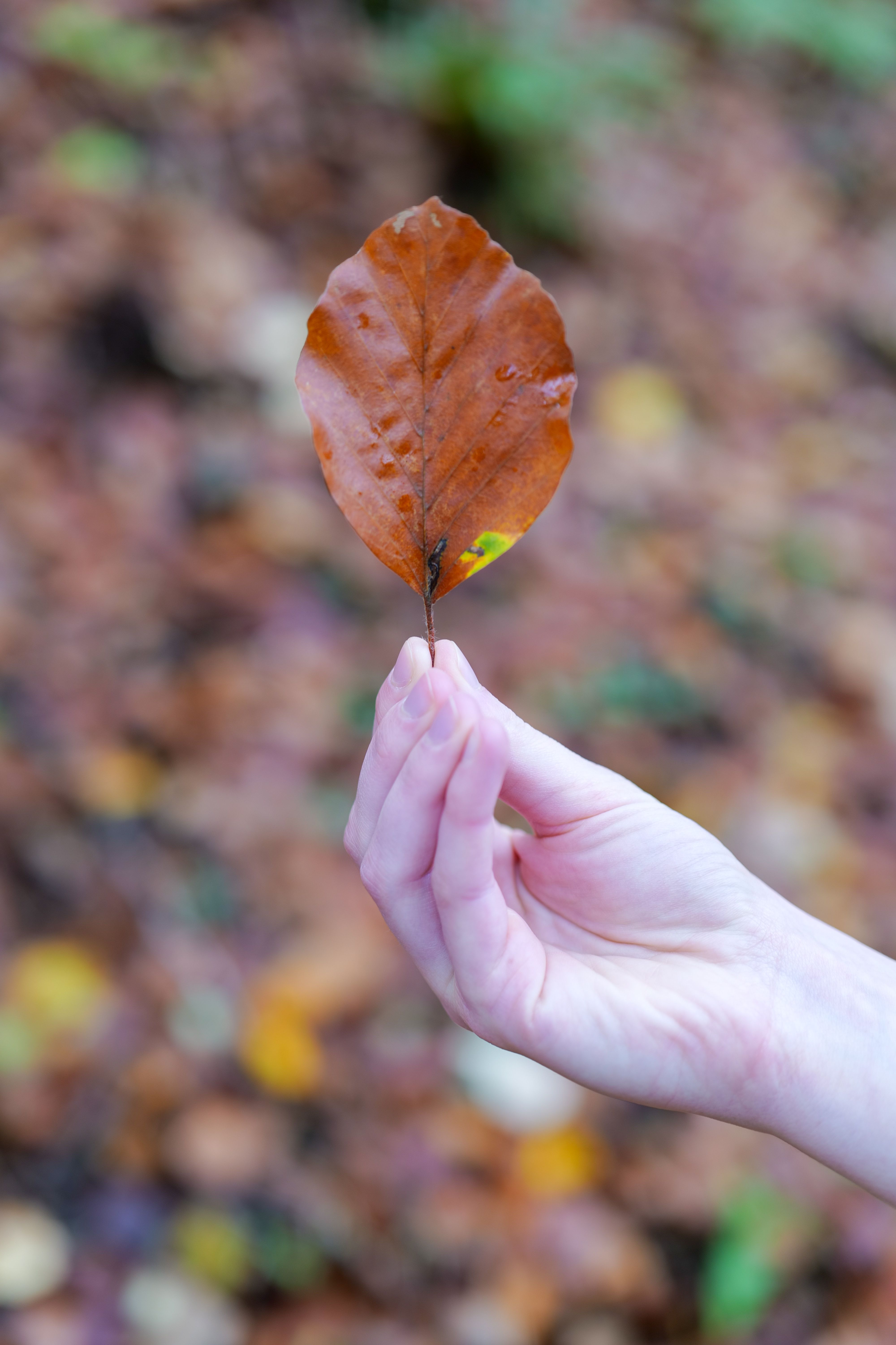 Beech Background Photos, Download The BEST Free Beech Background Stock ...