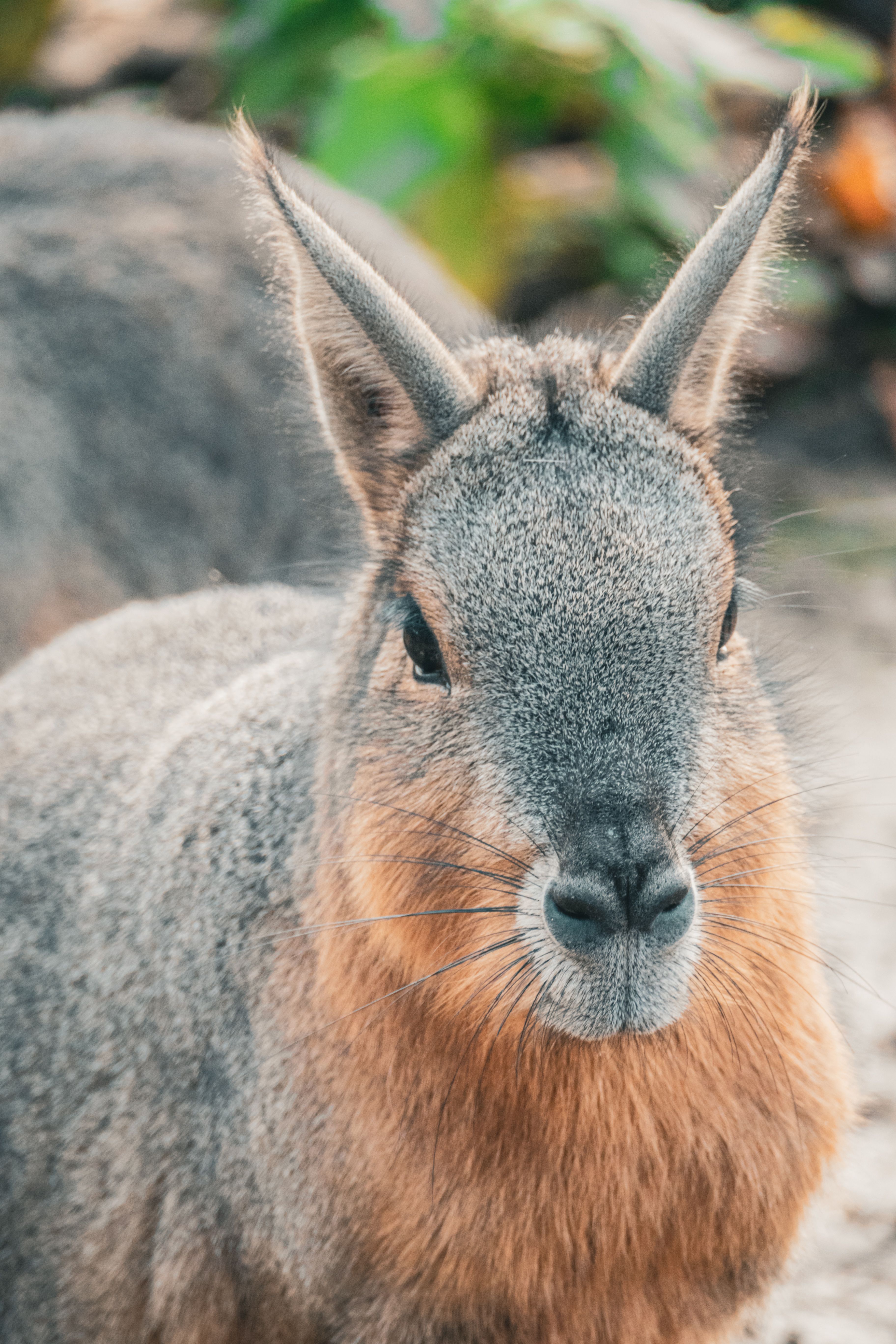 Unique Animals Photos, Download The BEST Free Unique Animals Stock ...