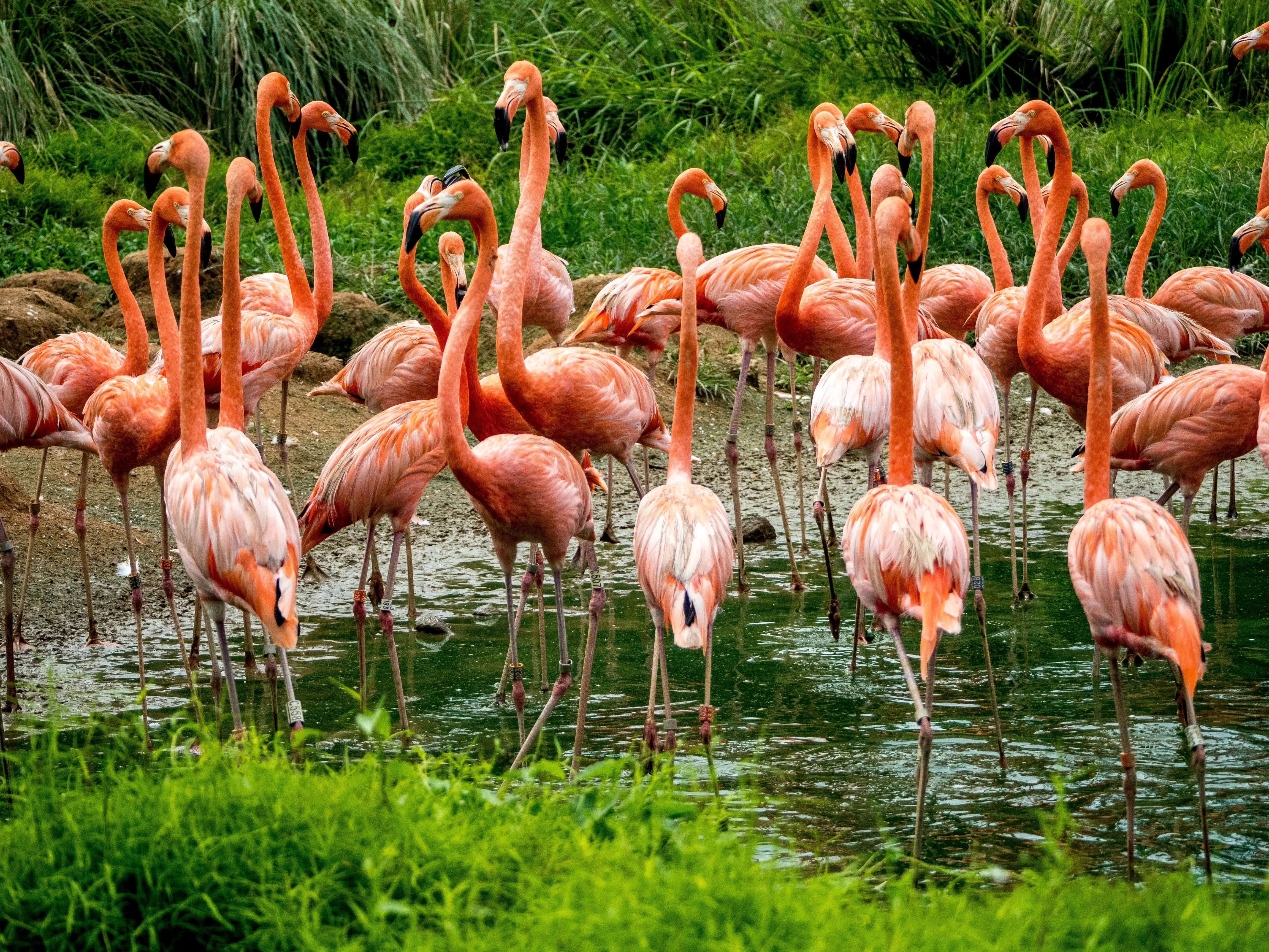Photo gratuite de animal, animal sauvage, aviaire, bassin, bec incurvé ...