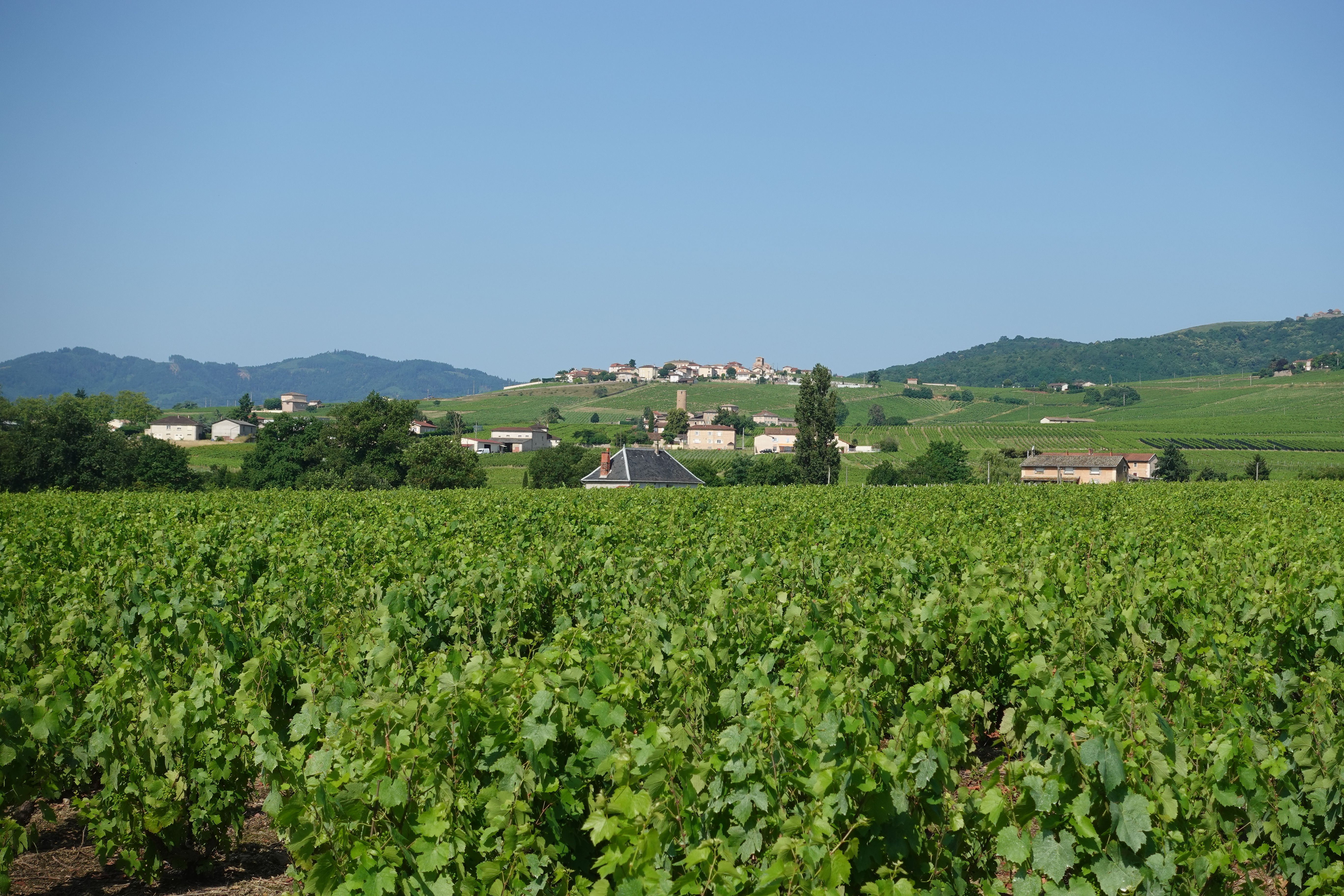 Vignoble Français Avec Vue Pittoresque Sur Le Village · Photo gratuite