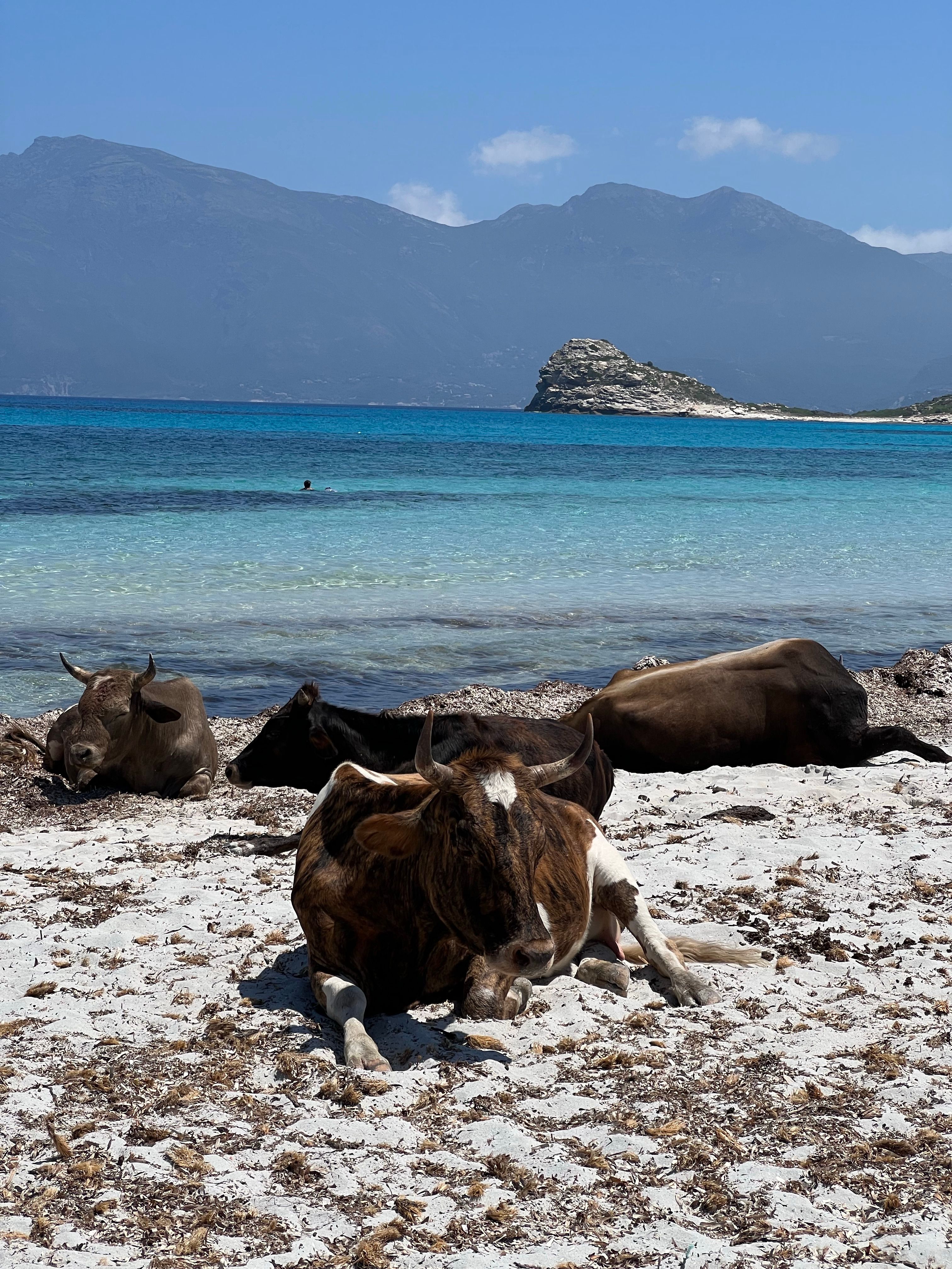 Sea Cow Photos, Download The BEST Free Sea Cow Stock Photos & HD Images