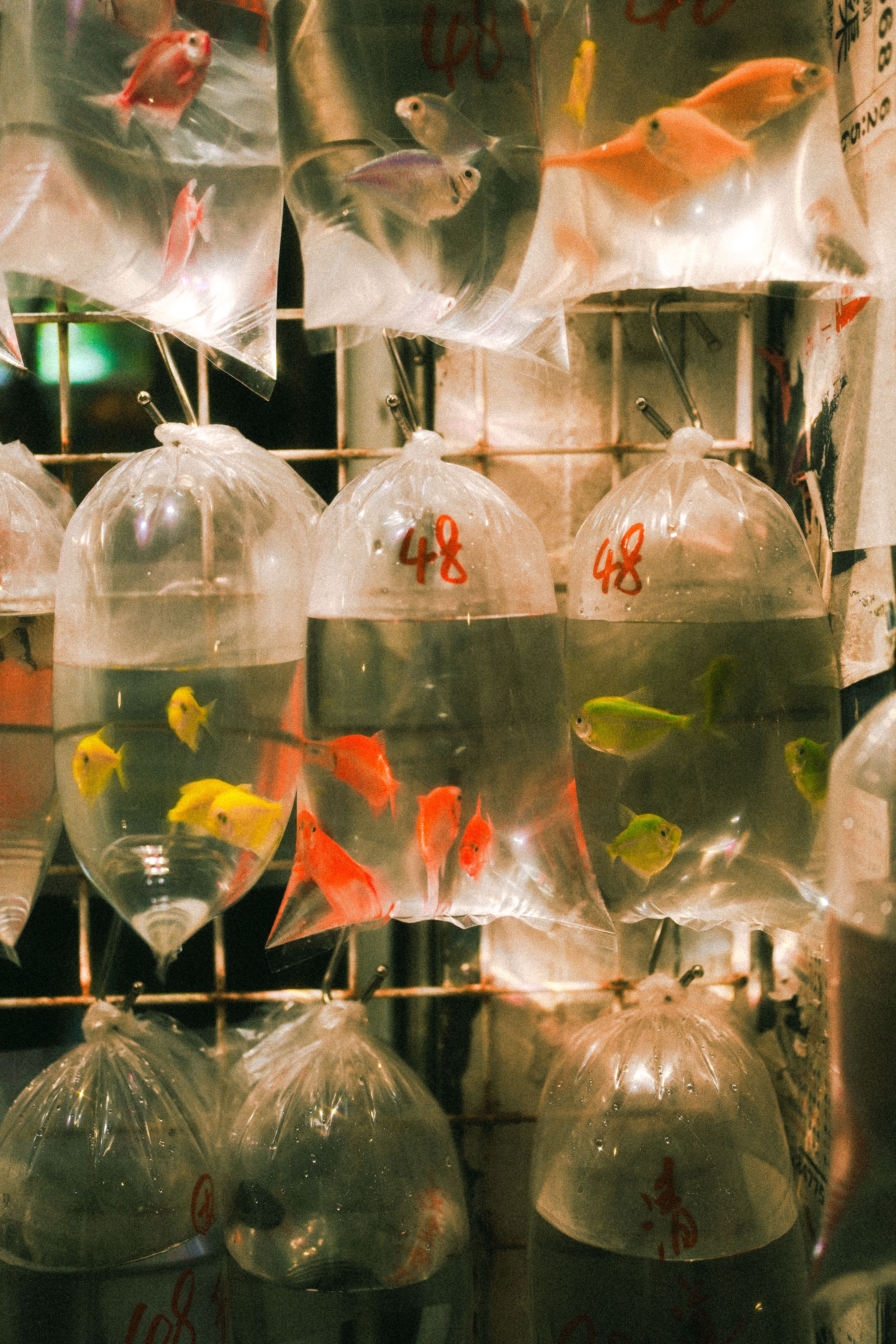 Colorful Fish in Bags at Hong Kong Market · Free Stock Photo