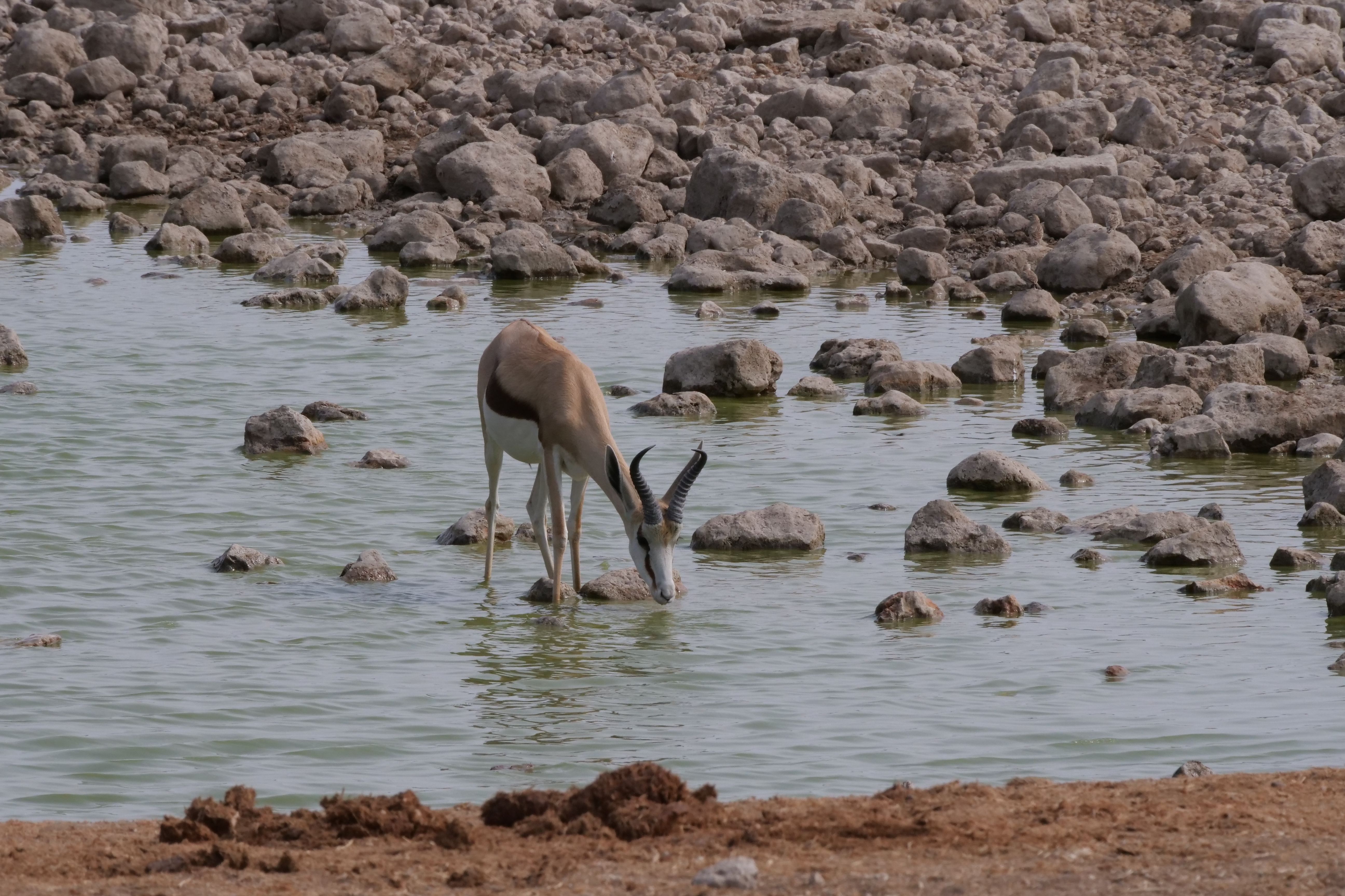 Springbok Drinking Water in Rocky Habitat · Free Stock Photo