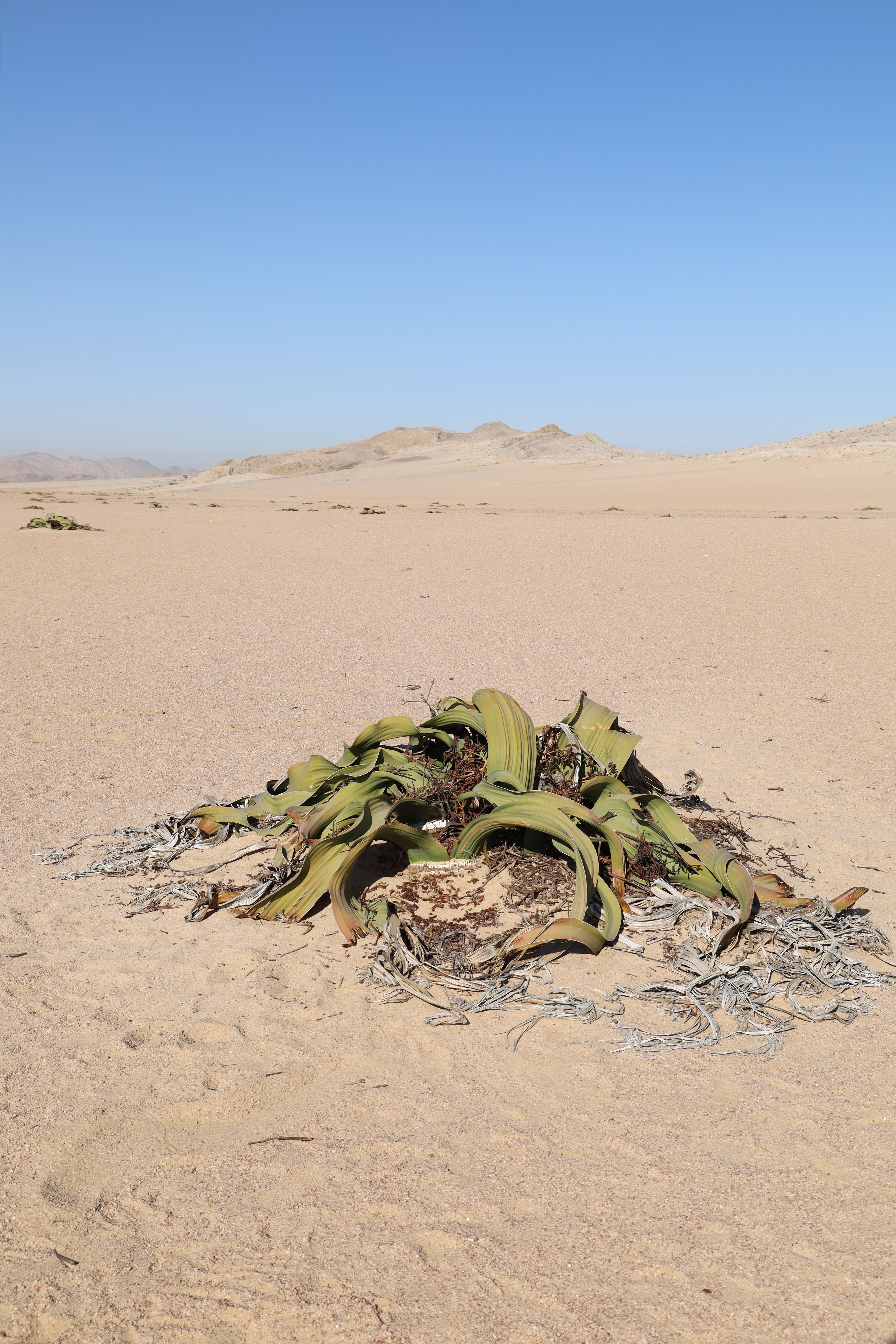 Welwitschia+Mirabilis Photos, Download The BEST Free Welwitschia ...