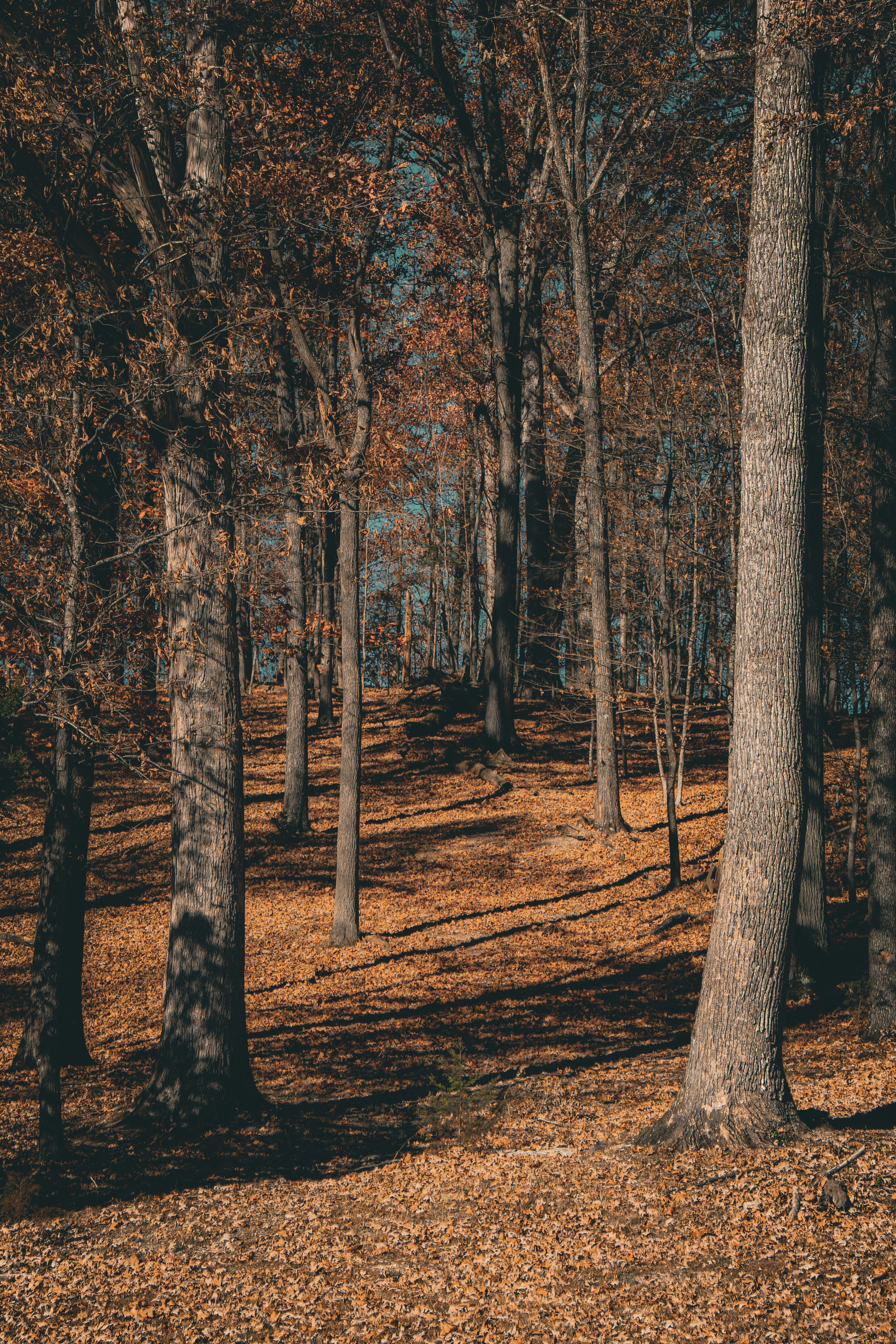 Serene Fall Forest with Autumn Foliage · Free Stock Photo