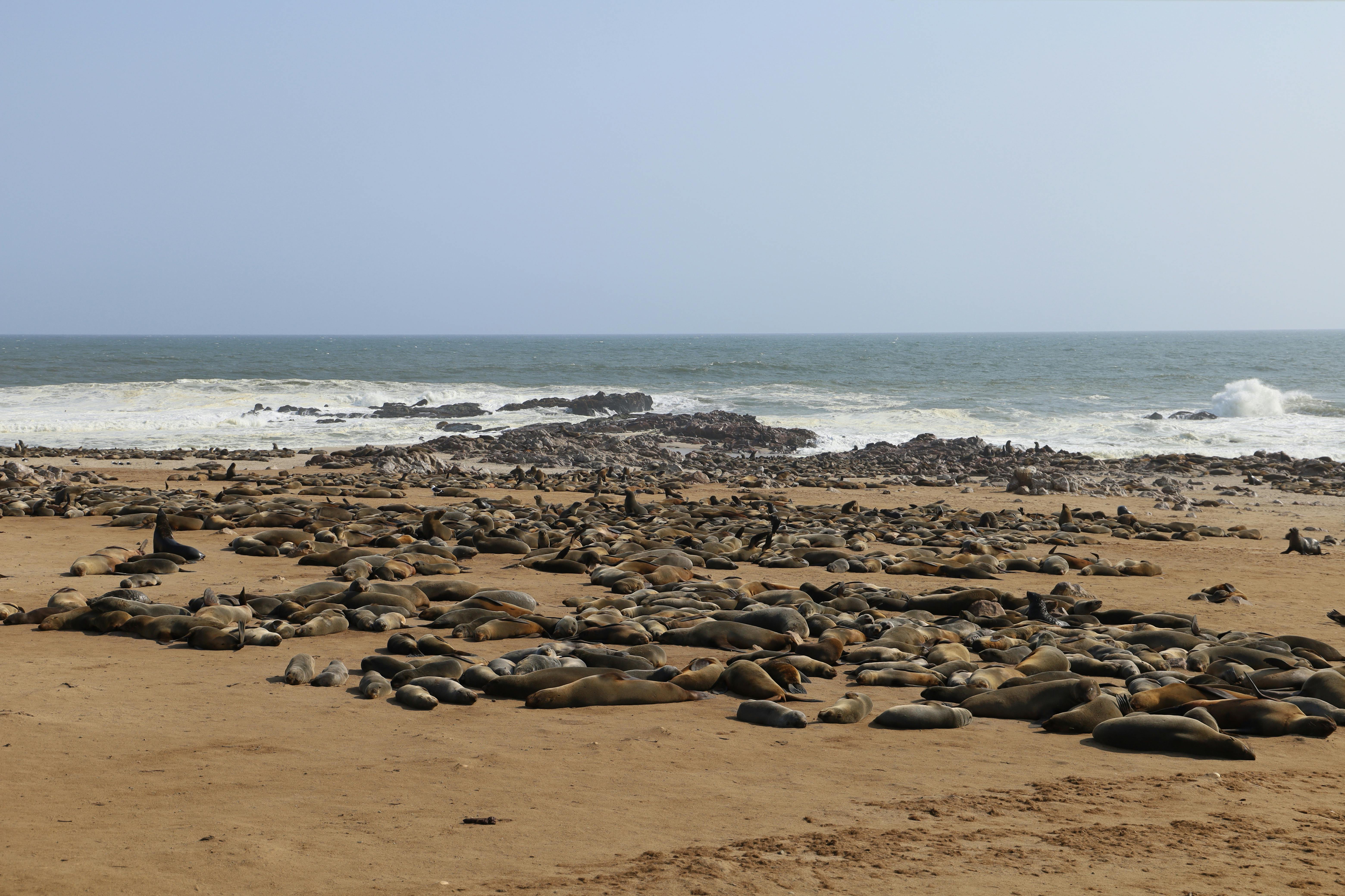 Cape Cross Seal Reserve Colony on Sandy Beach · Free Stock Photo