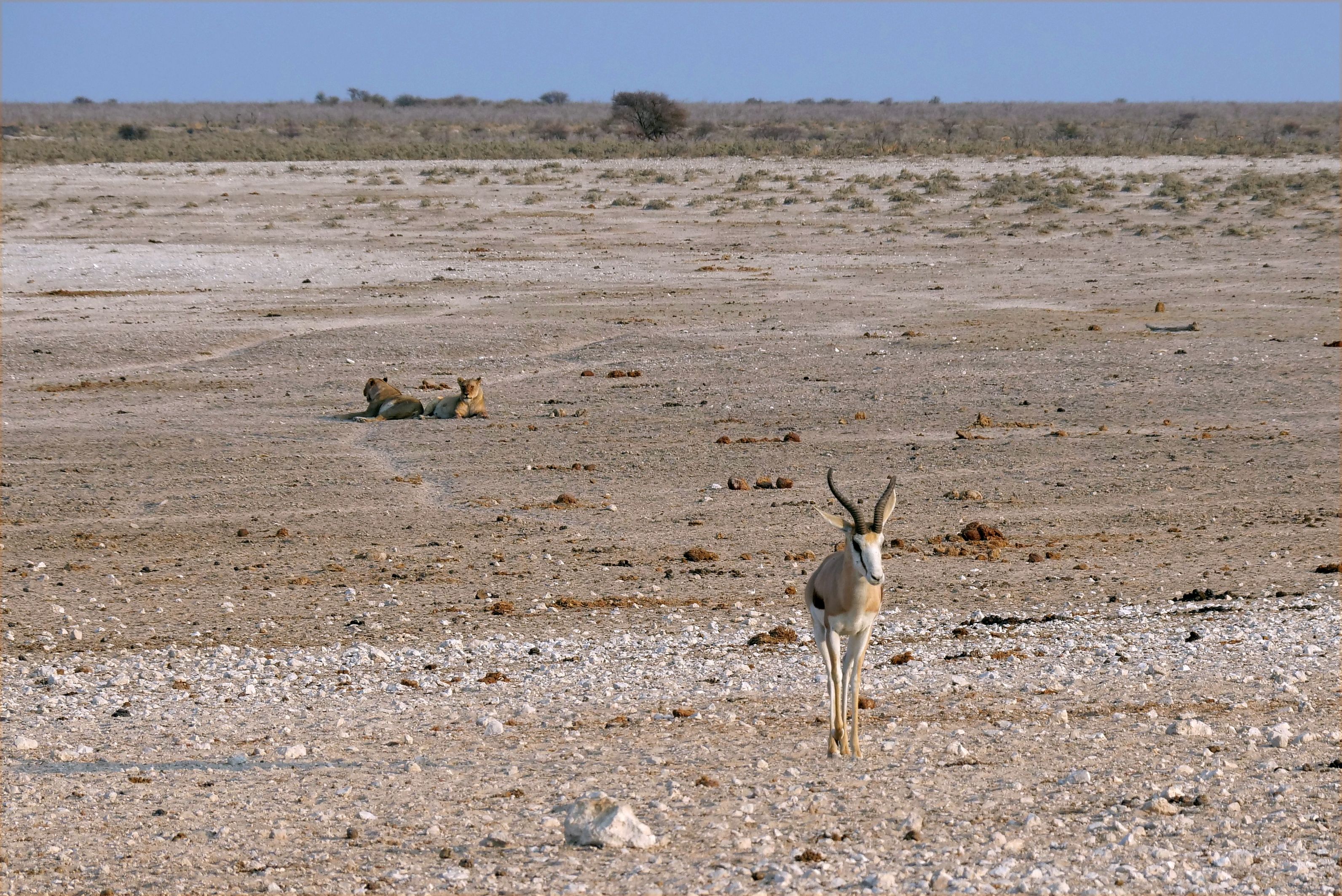 Antelope and Lions in African Savannah · Free Stock Photo