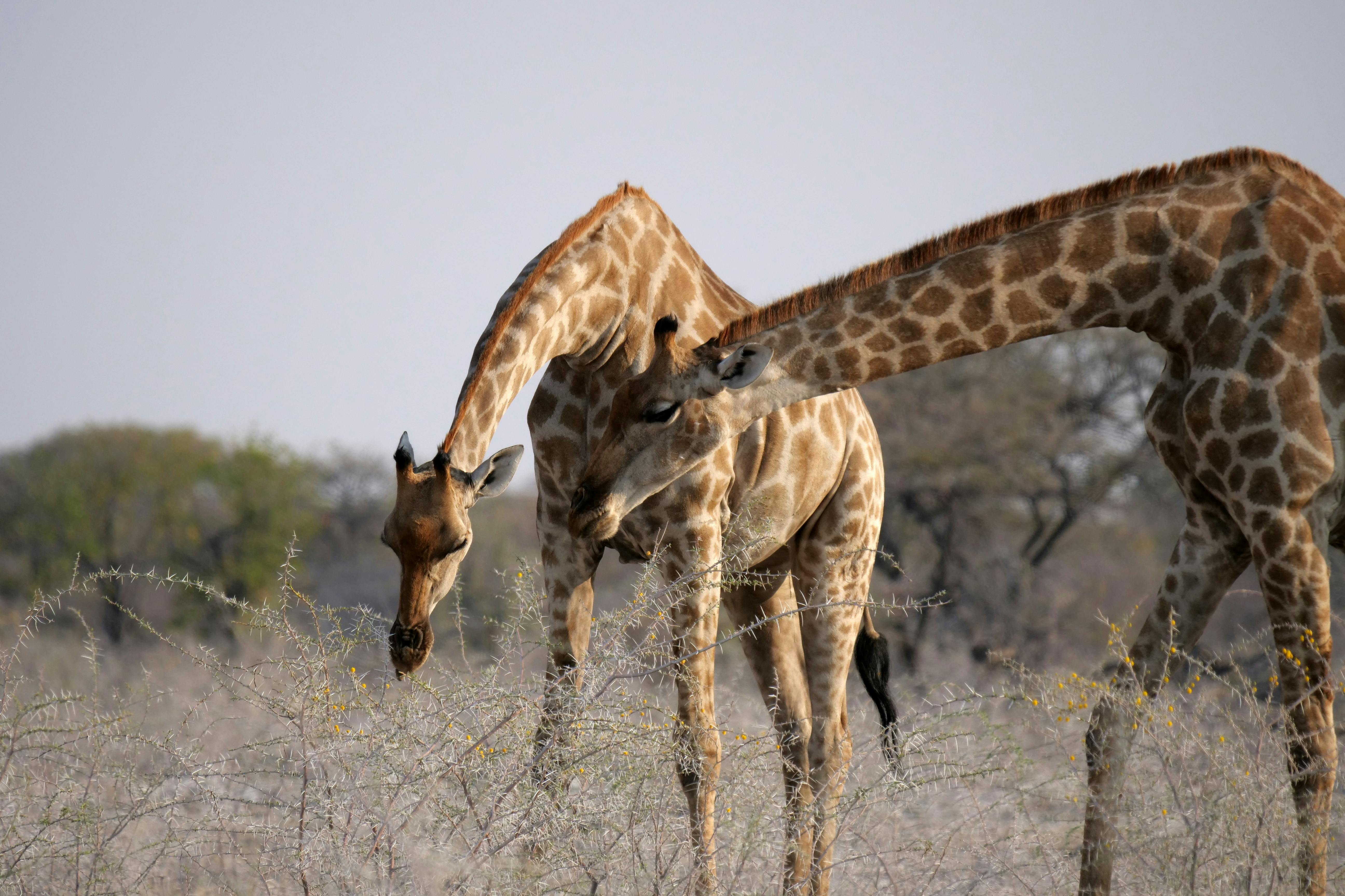 Artificial+Spiral+Hill+In+Sydney+Olympic+Park,+Australia Photos ...