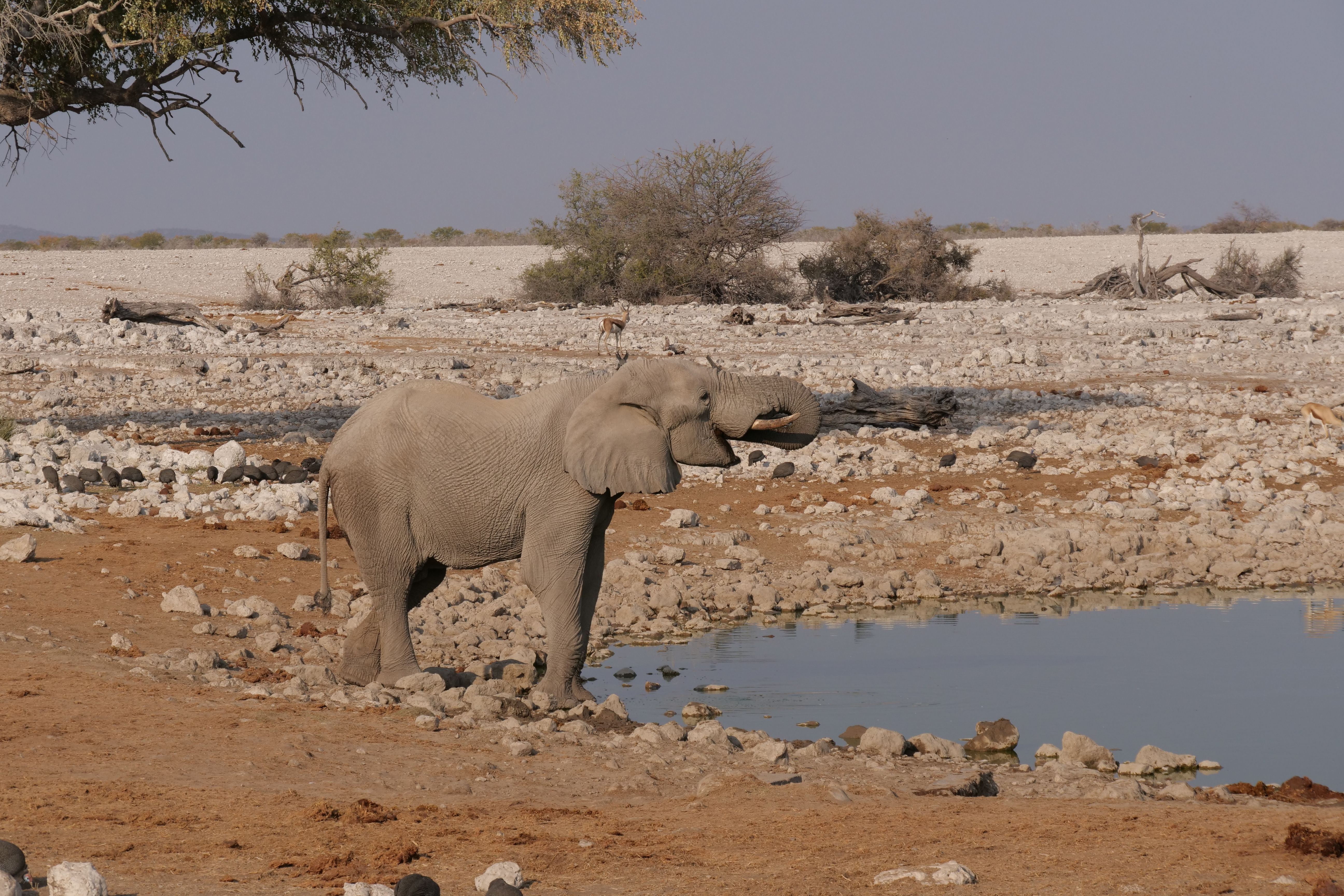 African Elephant at Waterhole in Namibian Desert · Free Stock Photo