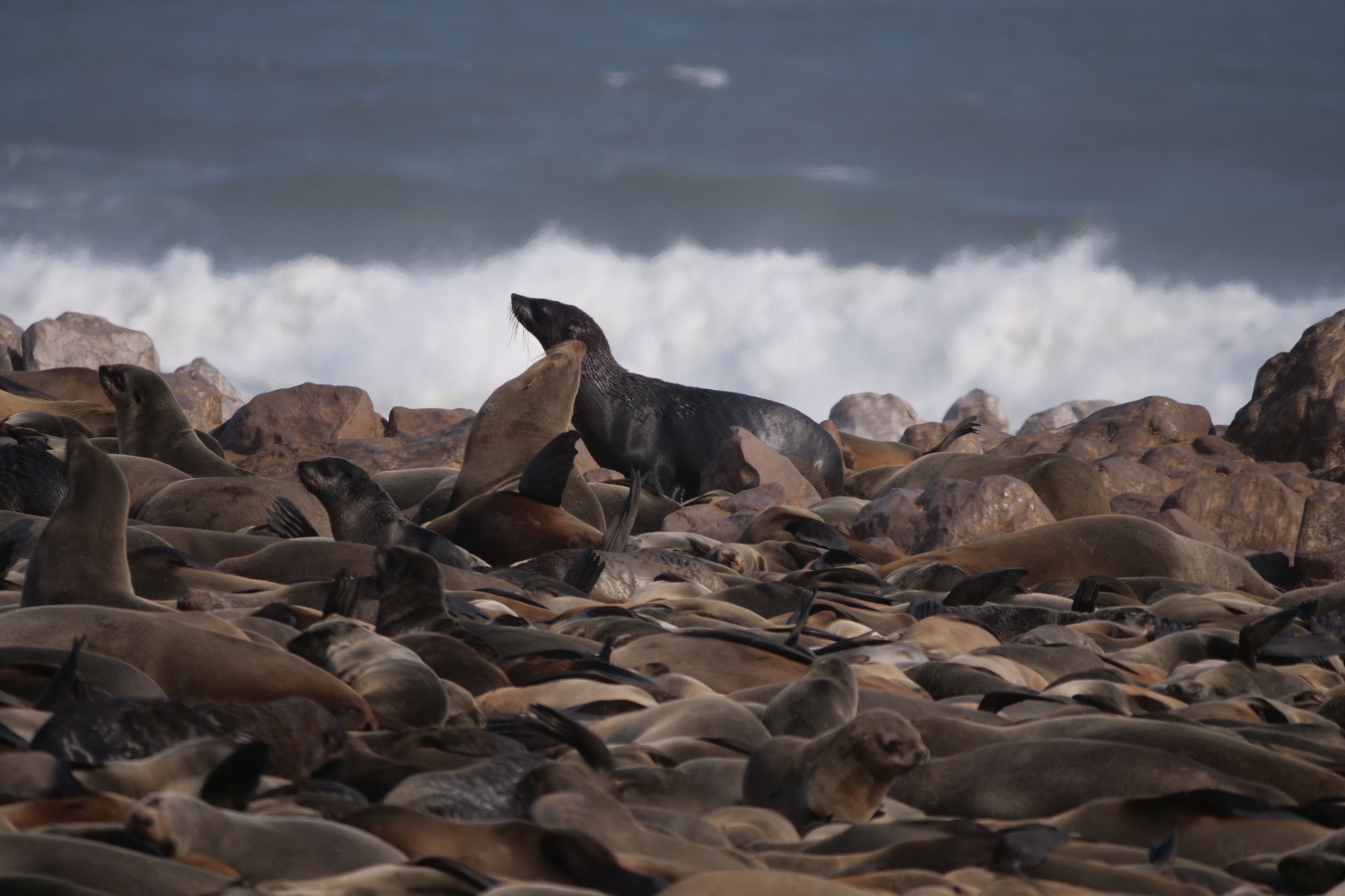 Large Colony of Cape Fur Seals on Rocky Shore · Free Stock Photo