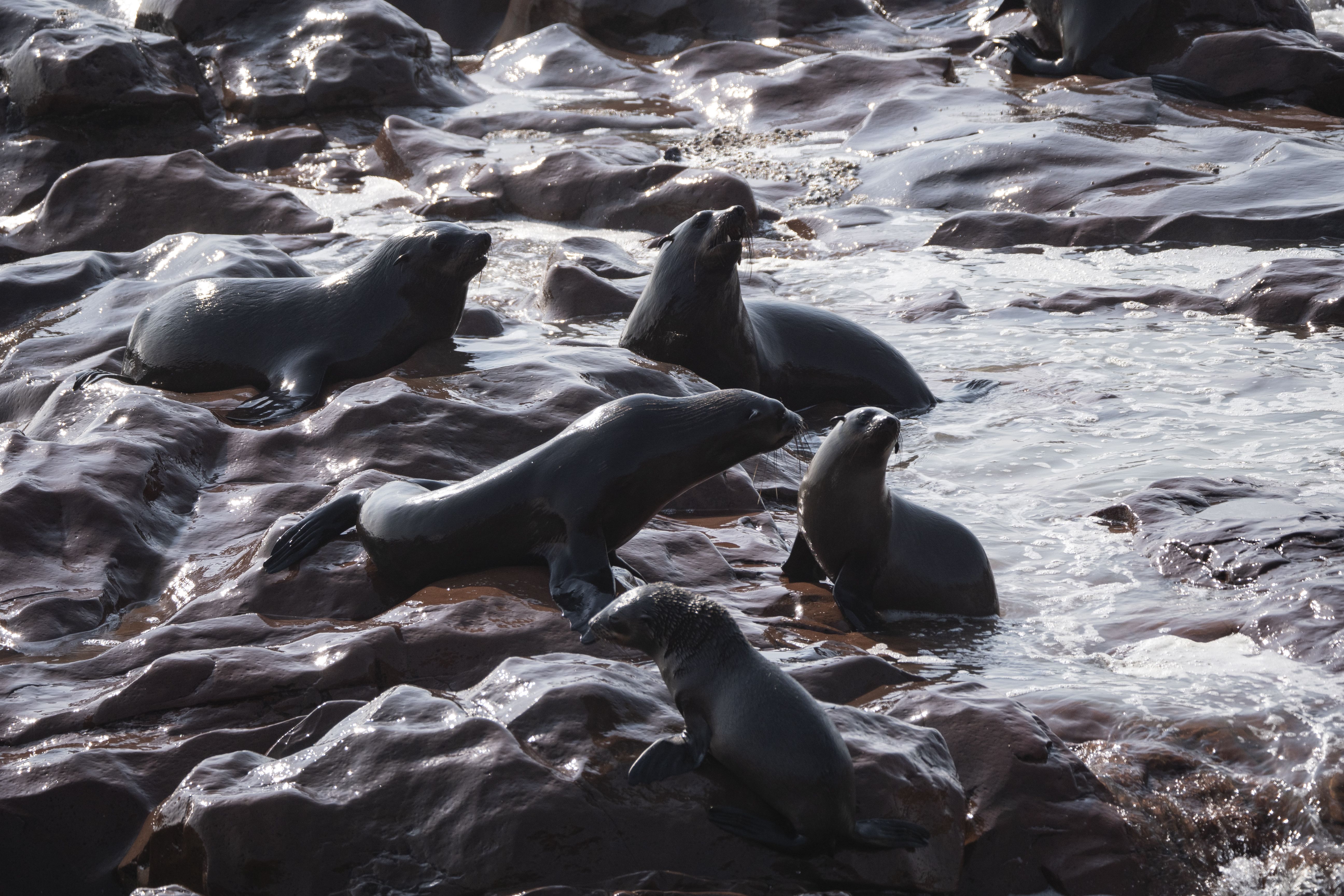 Group of Seals Relaxing on Rocky Shoreline · Free Stock Photo