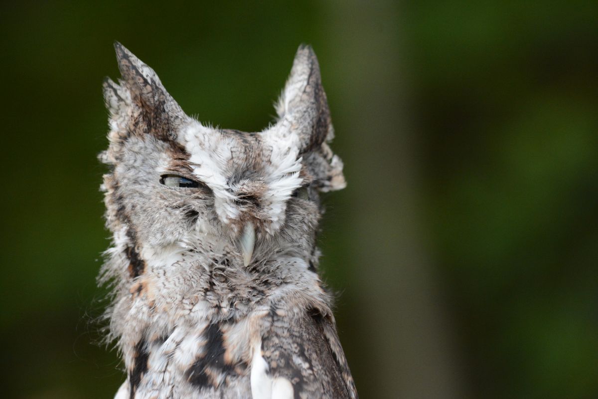 Scary Owl Photos, Download The BEST Free Scary Owl Stock Photos & HD Images
