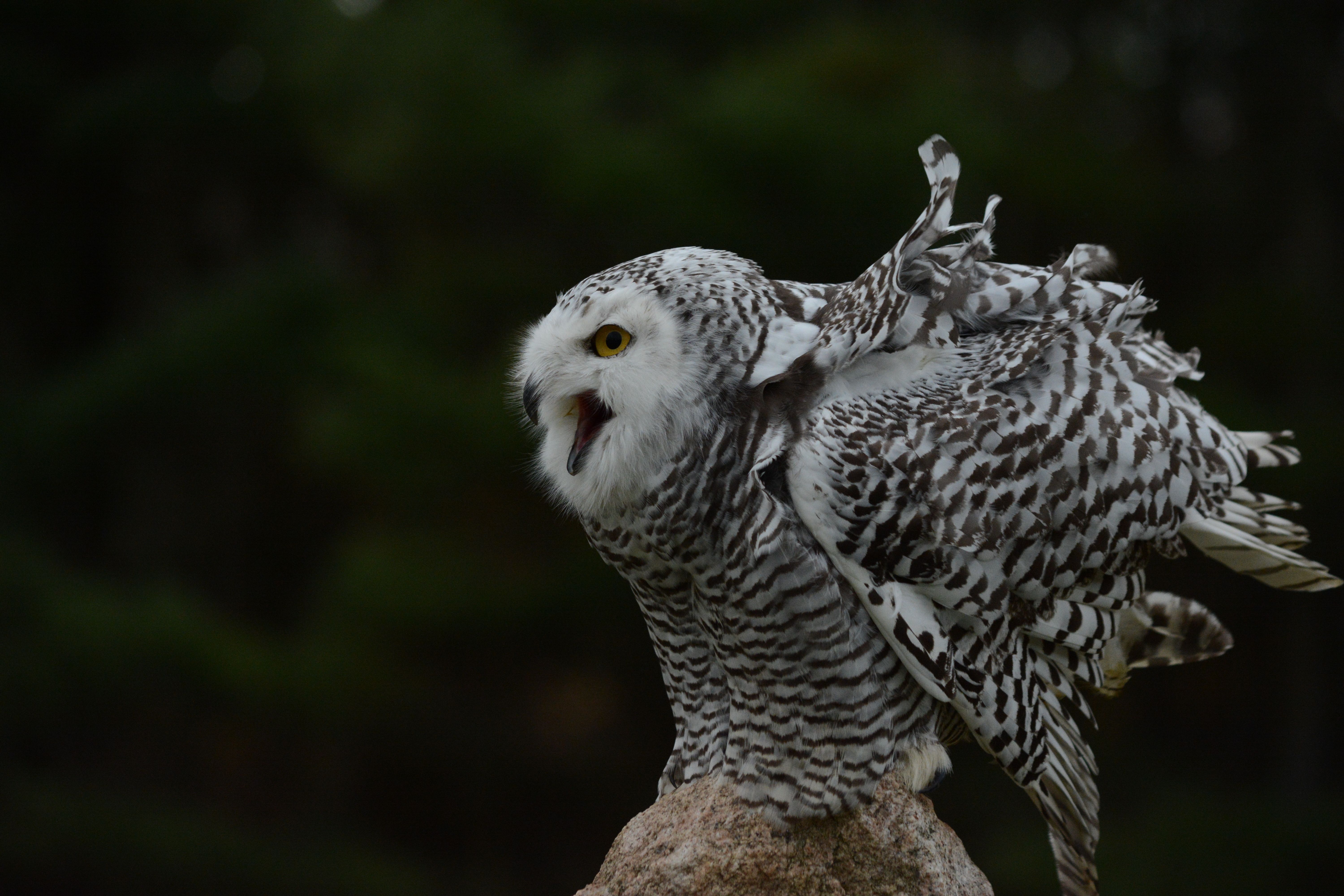 Raptor Merk Photos, Download The BEST Free Raptor Merk Stock Photos ...