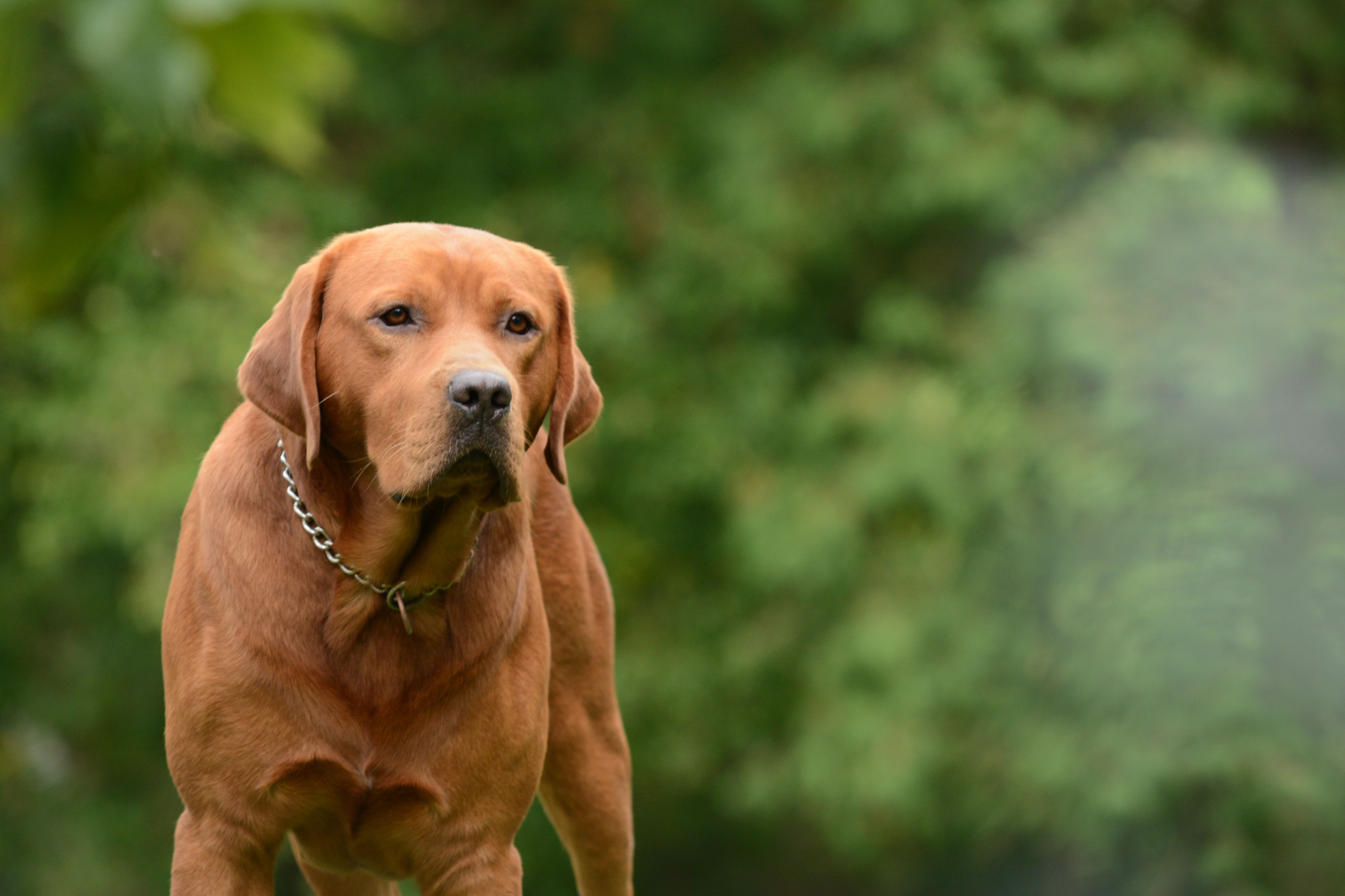 Portrait of a Majestic Chocolate Labrador Outdoors · Free Stock Photo