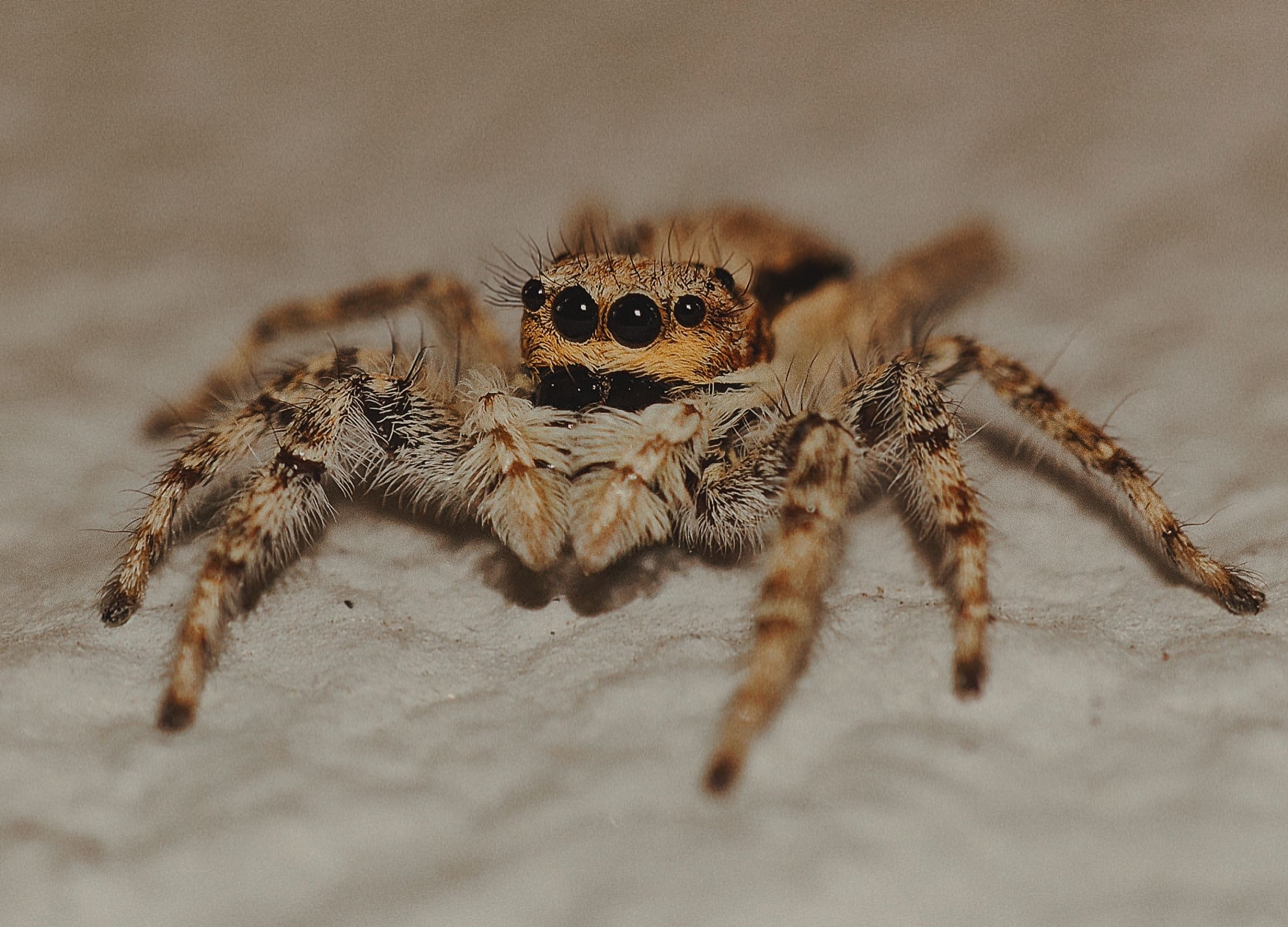 Senpai Spider Photos, Download The BEST Free Senpai Spider Stock Photos ...