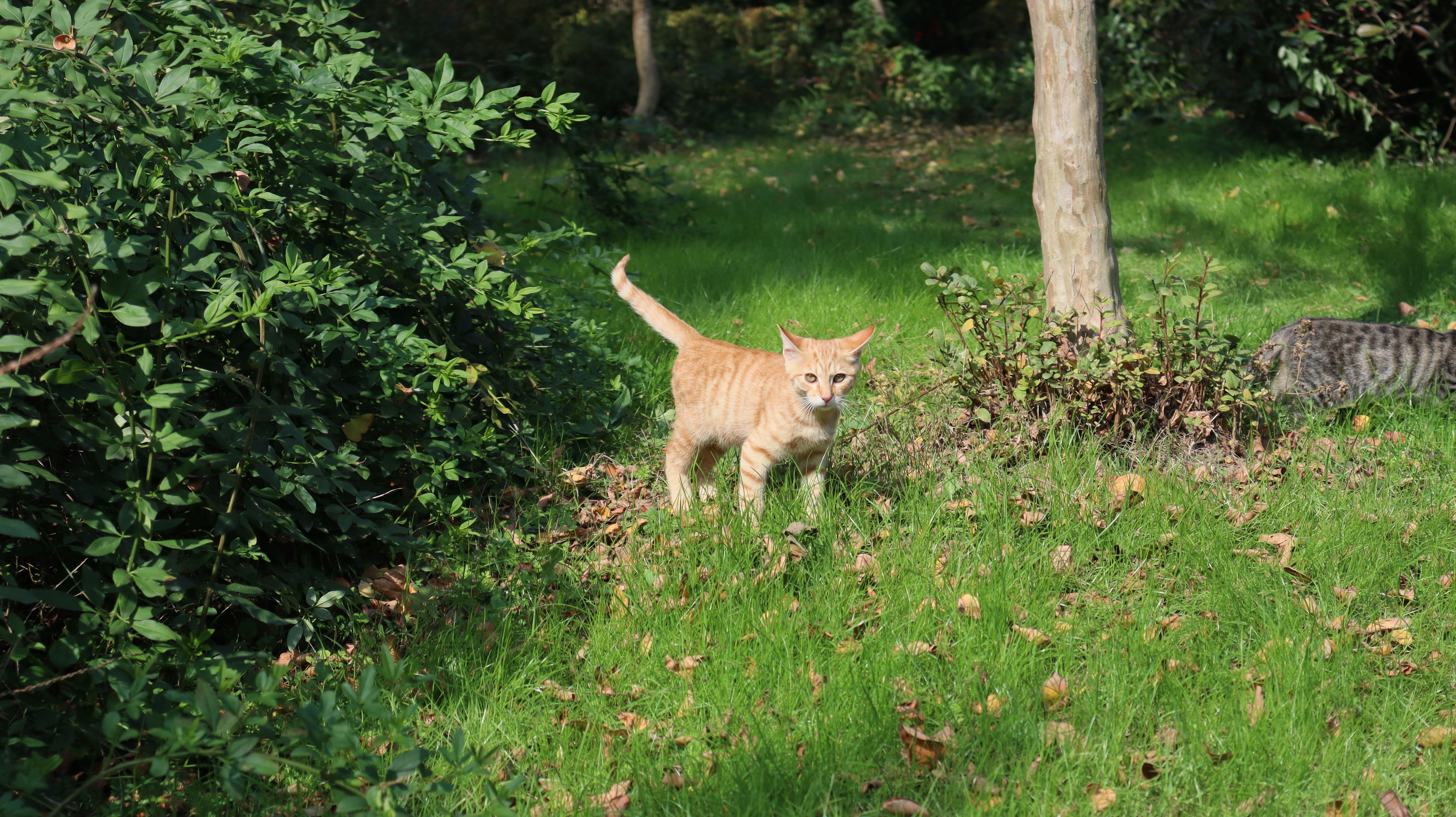 Cat+Dpg Photos, Download The BEST Free Cat+Dpg Stock Photos & HD Images