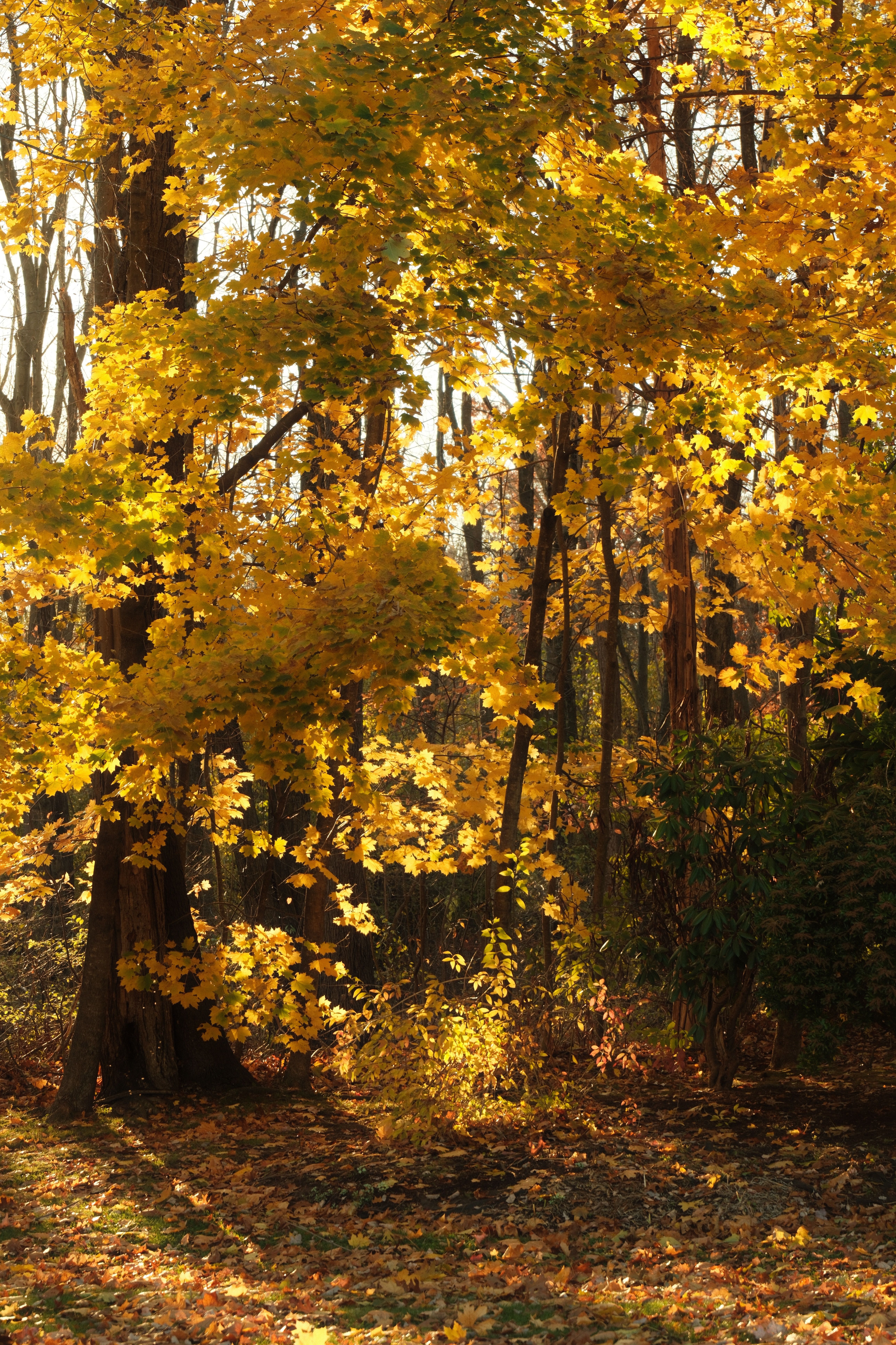 Golden Autumn Forest Scene with Sunlit Leaves · Free Stock Photo