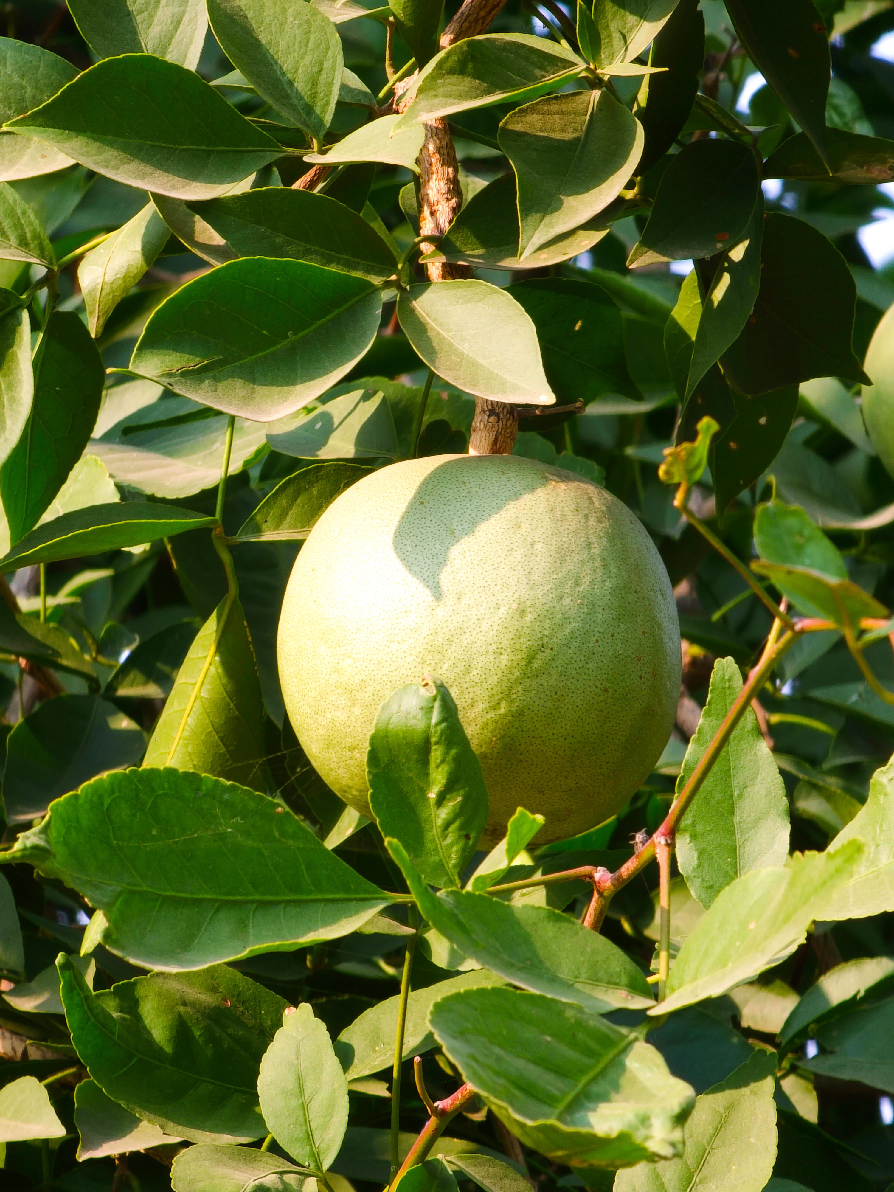 Bel Fruit Hanging on Tree with Sunlit Leaves · Free Stock Photo