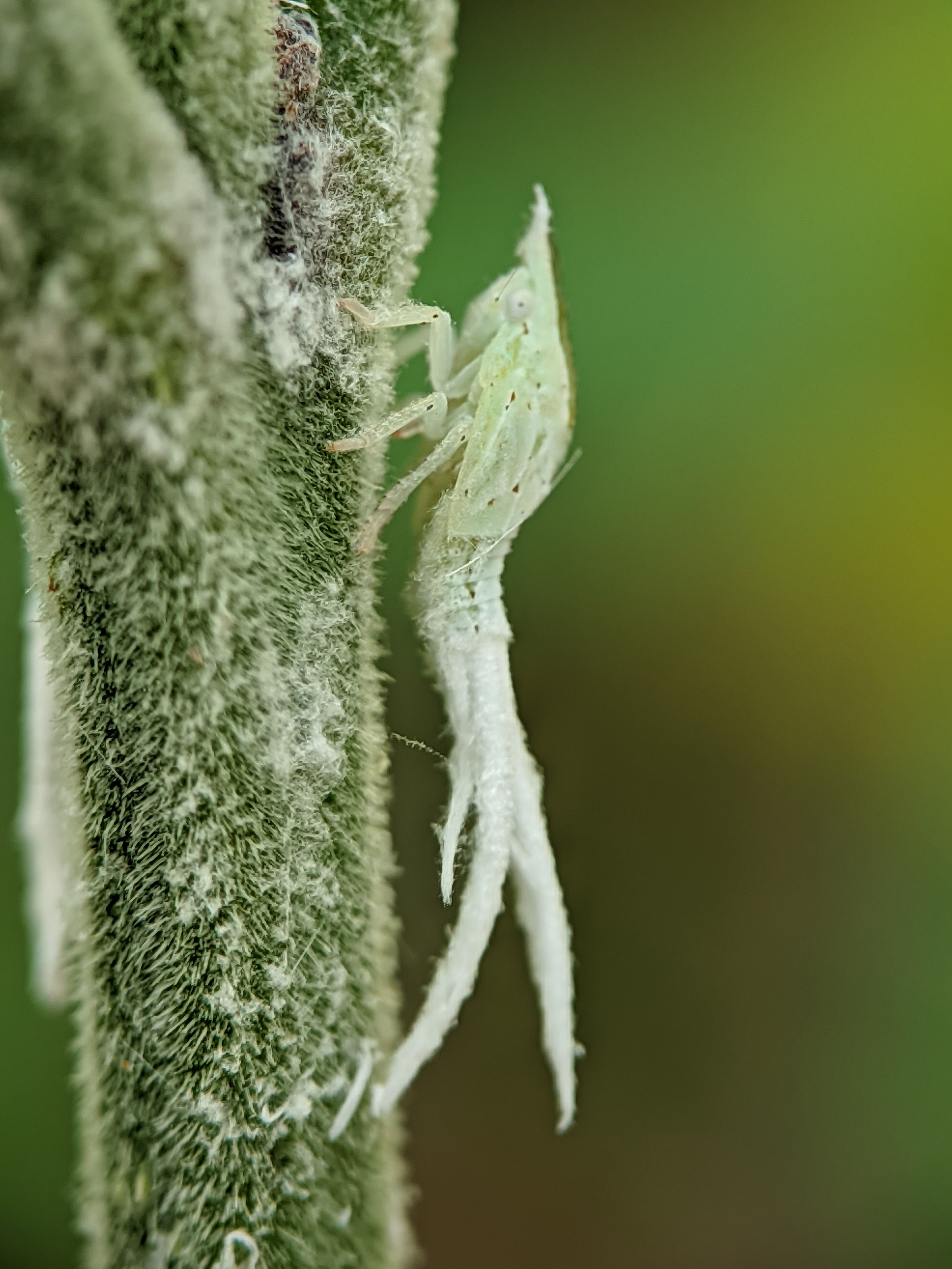 Aphid Close Up Photos, Download The BEST Free Aphid Close Up Stock ...