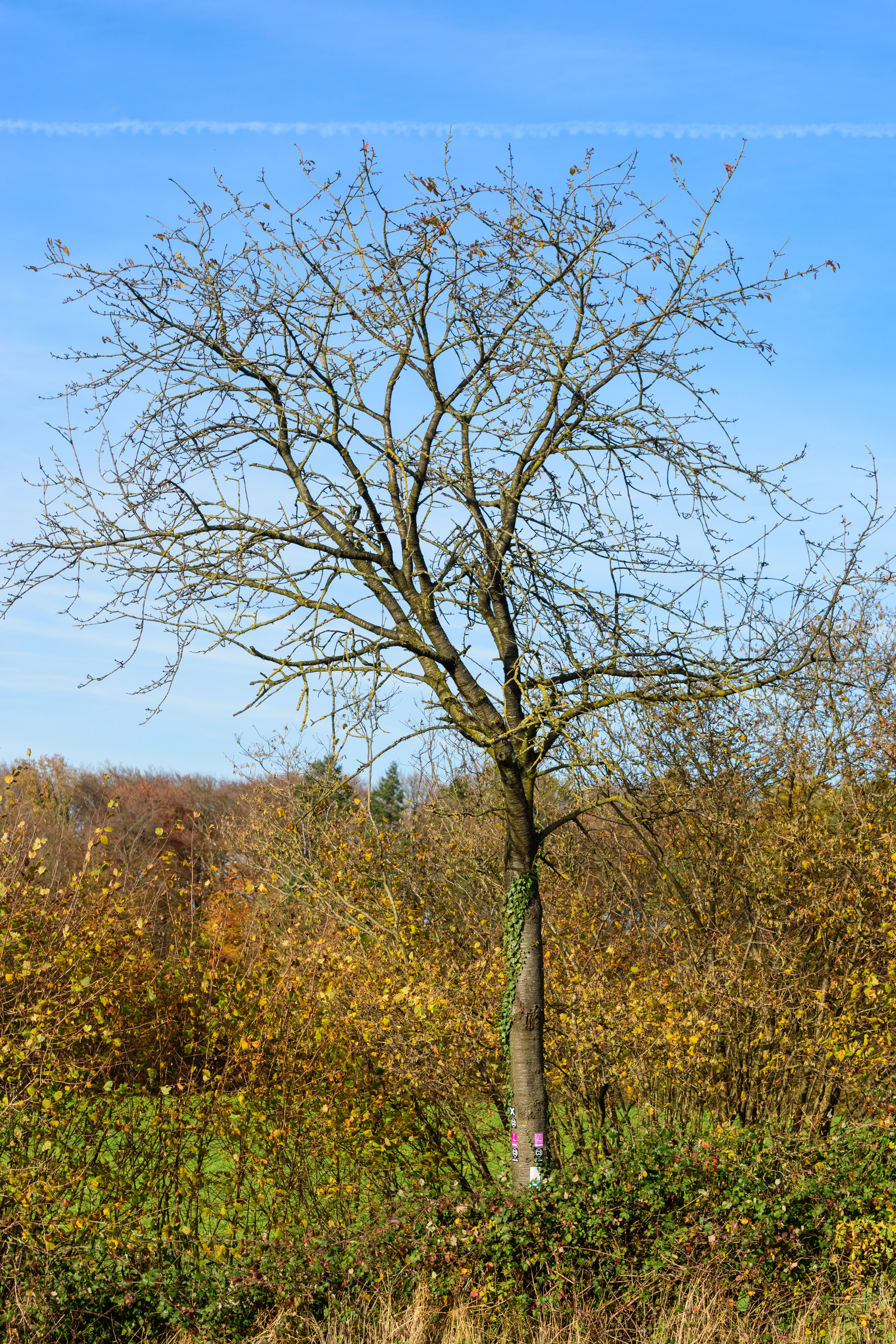 Barren Tree Against Clear Autumn Sky · Free Stock Photo