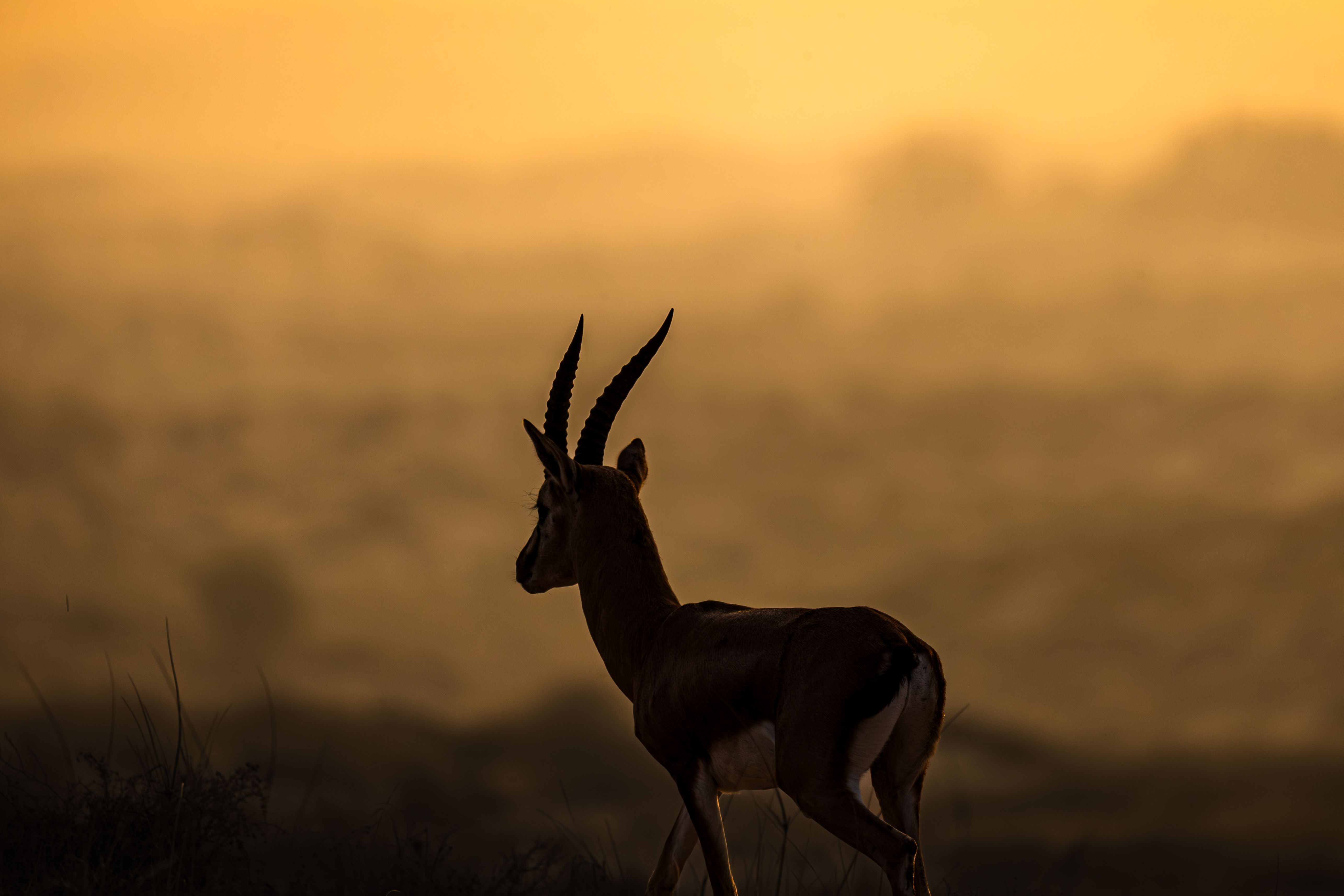 Graceful Gazelle at Sunset in UAE Desert · Free Stock Photo