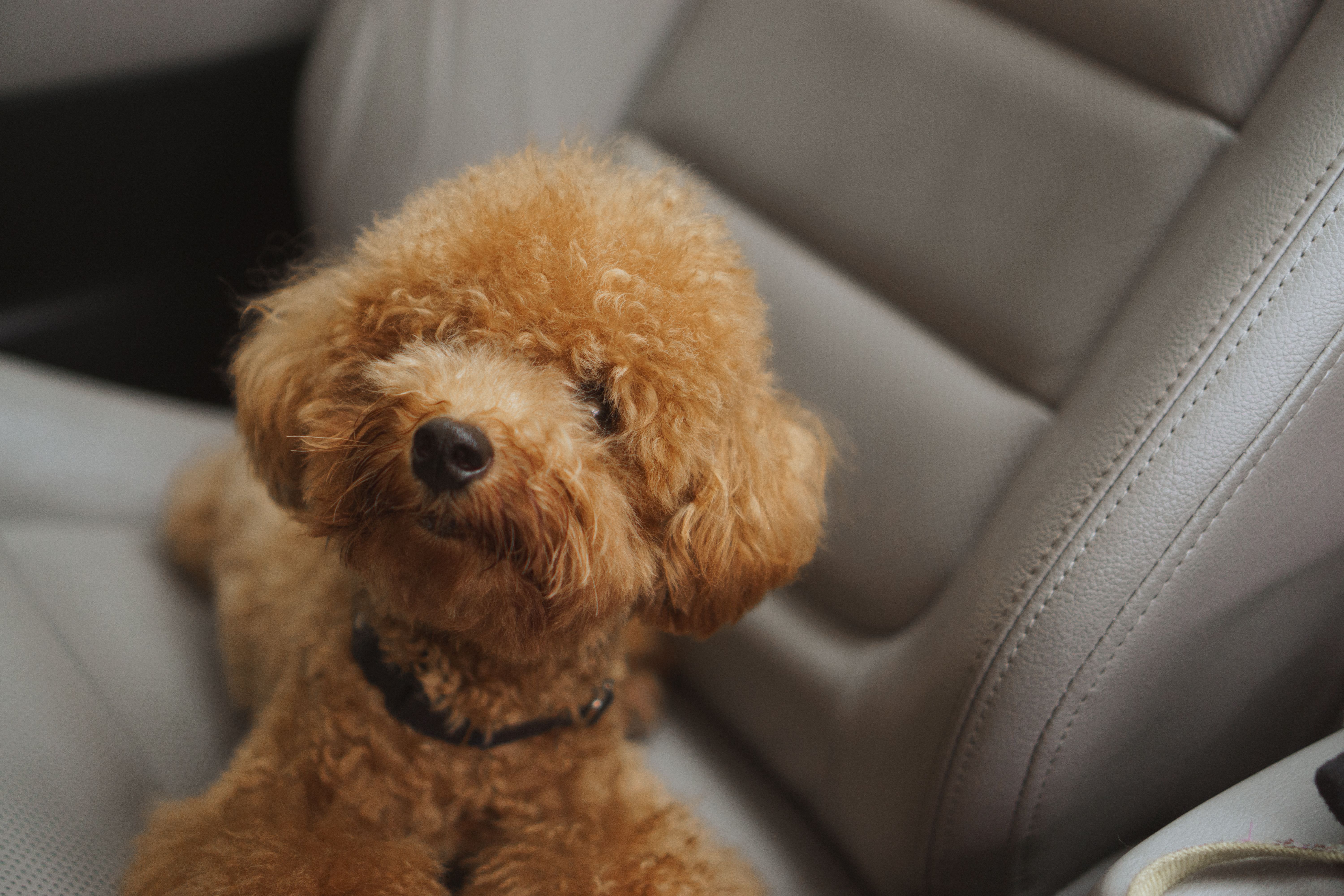 Adorable Brown Poodle Puppy in a Car Seat · Free Stock Photo