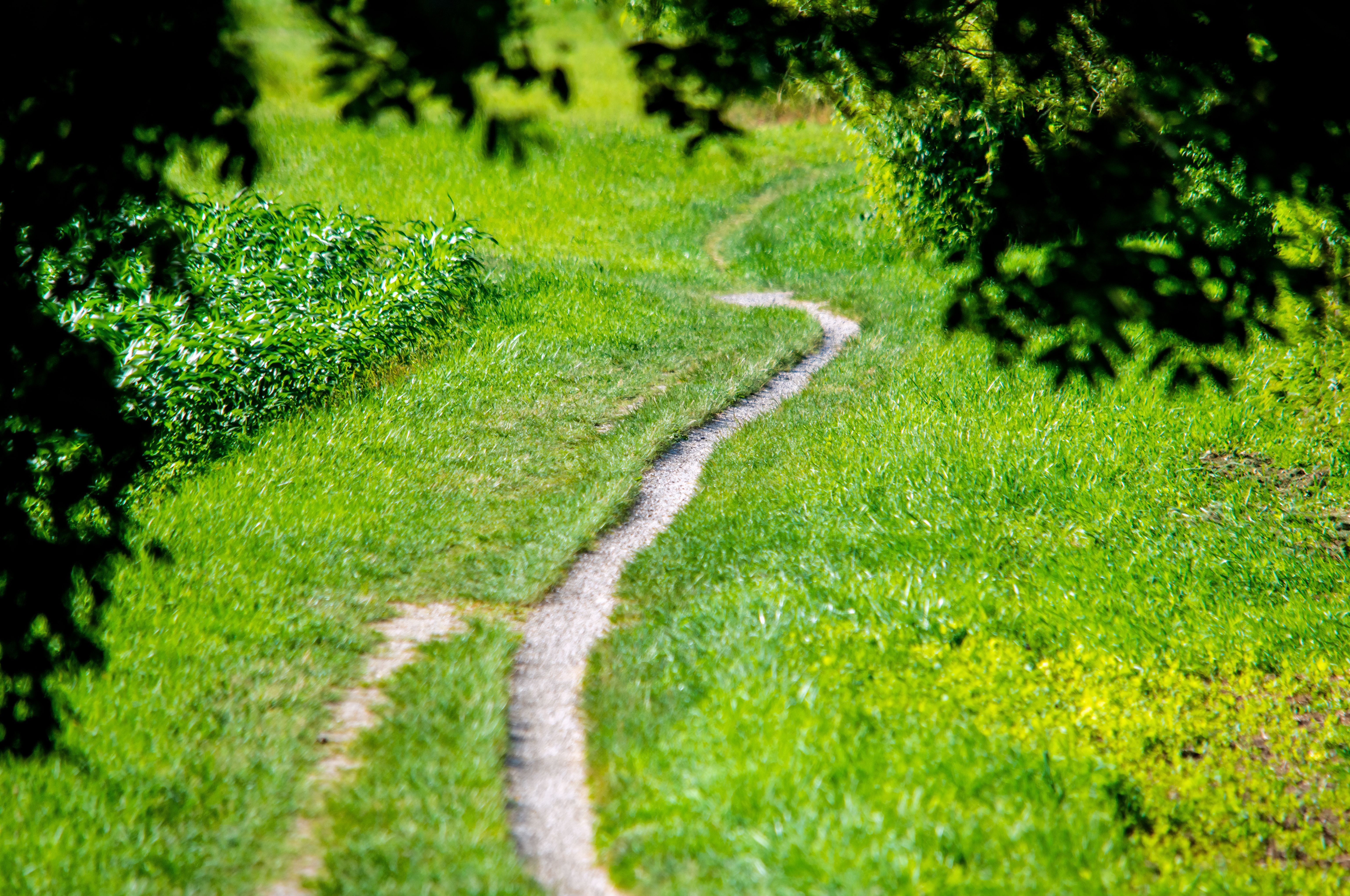 Serene Winding Path Through Green Fields · Free Stock Photo