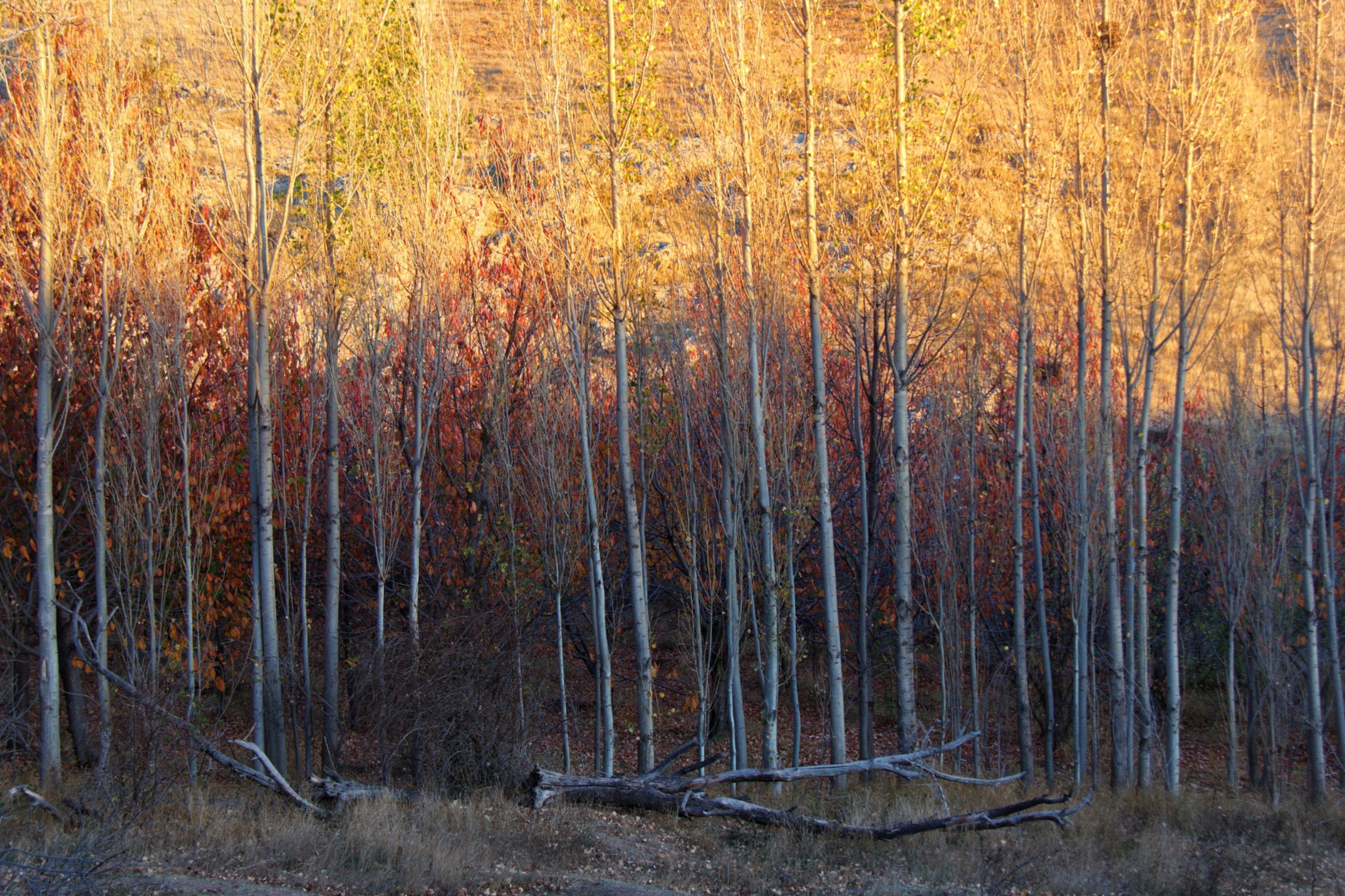 Autumnal Forest Scene with Tall Trees in Iran · Free Stock Photo