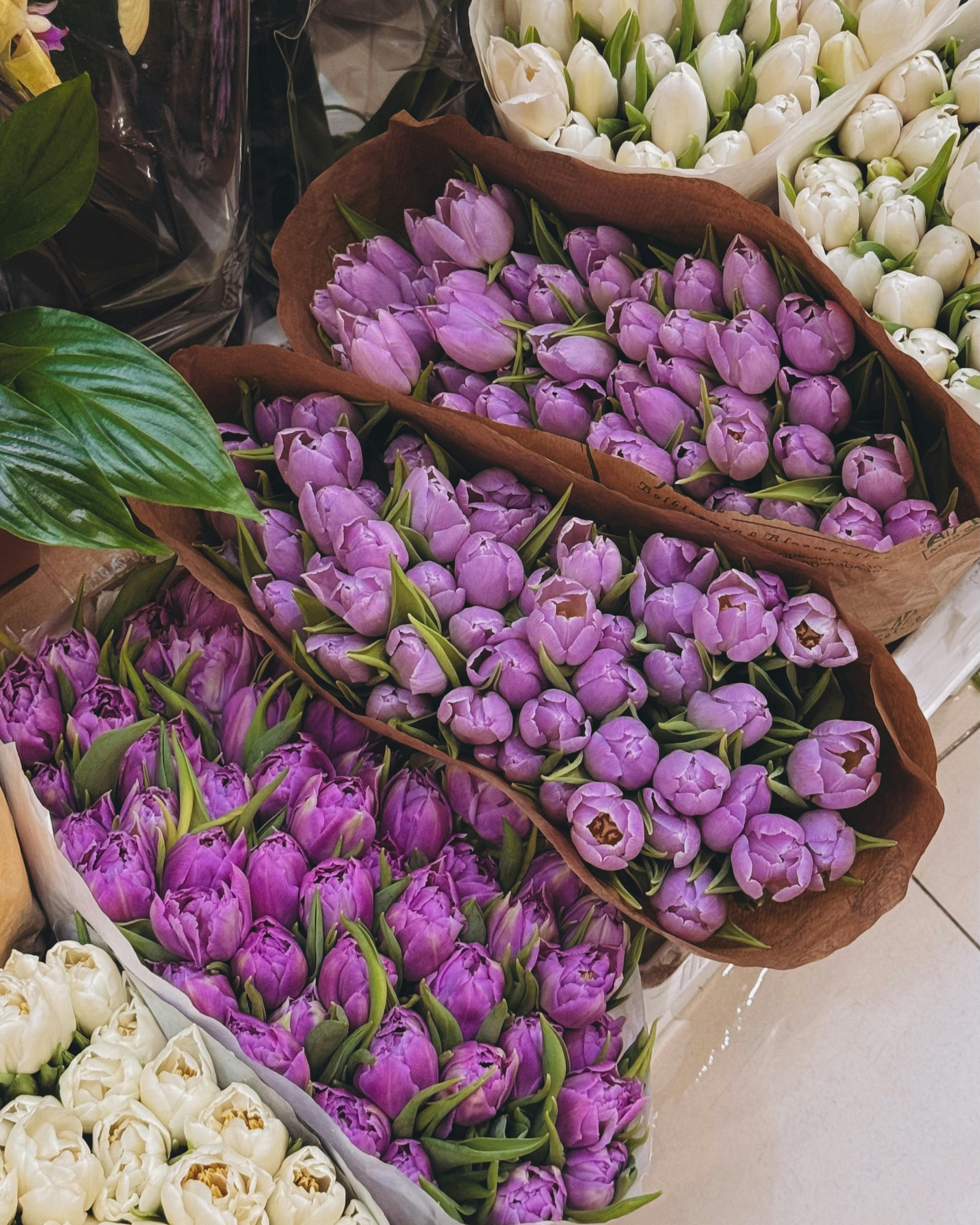 Vibrant bouquets of purple and white tulips · Free Stock Photo