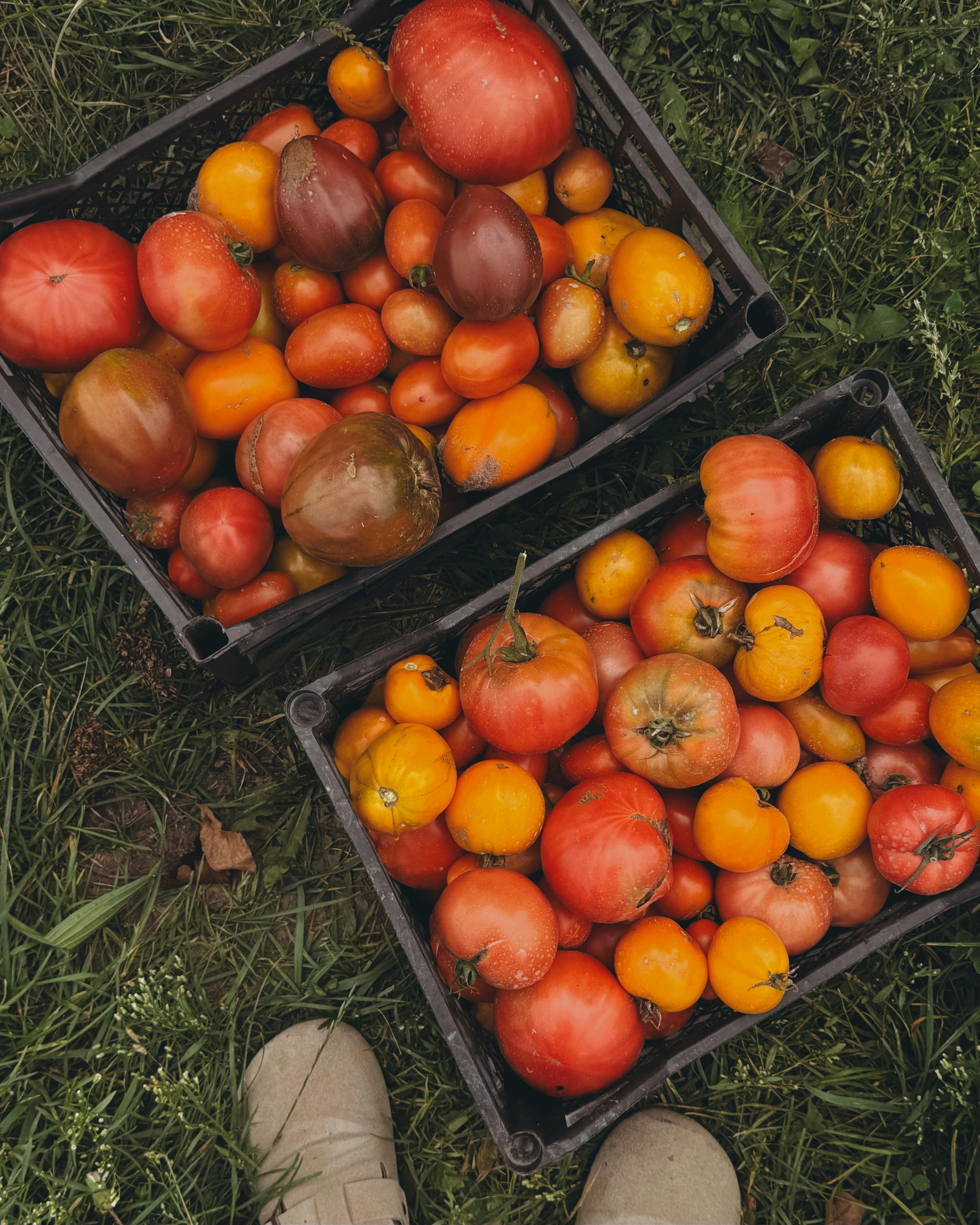 Good Boy 2022 Rotten Tomatoes Photos, Download The BEST Free Good Boy 2022 Rotten Tomatoes Stock ...