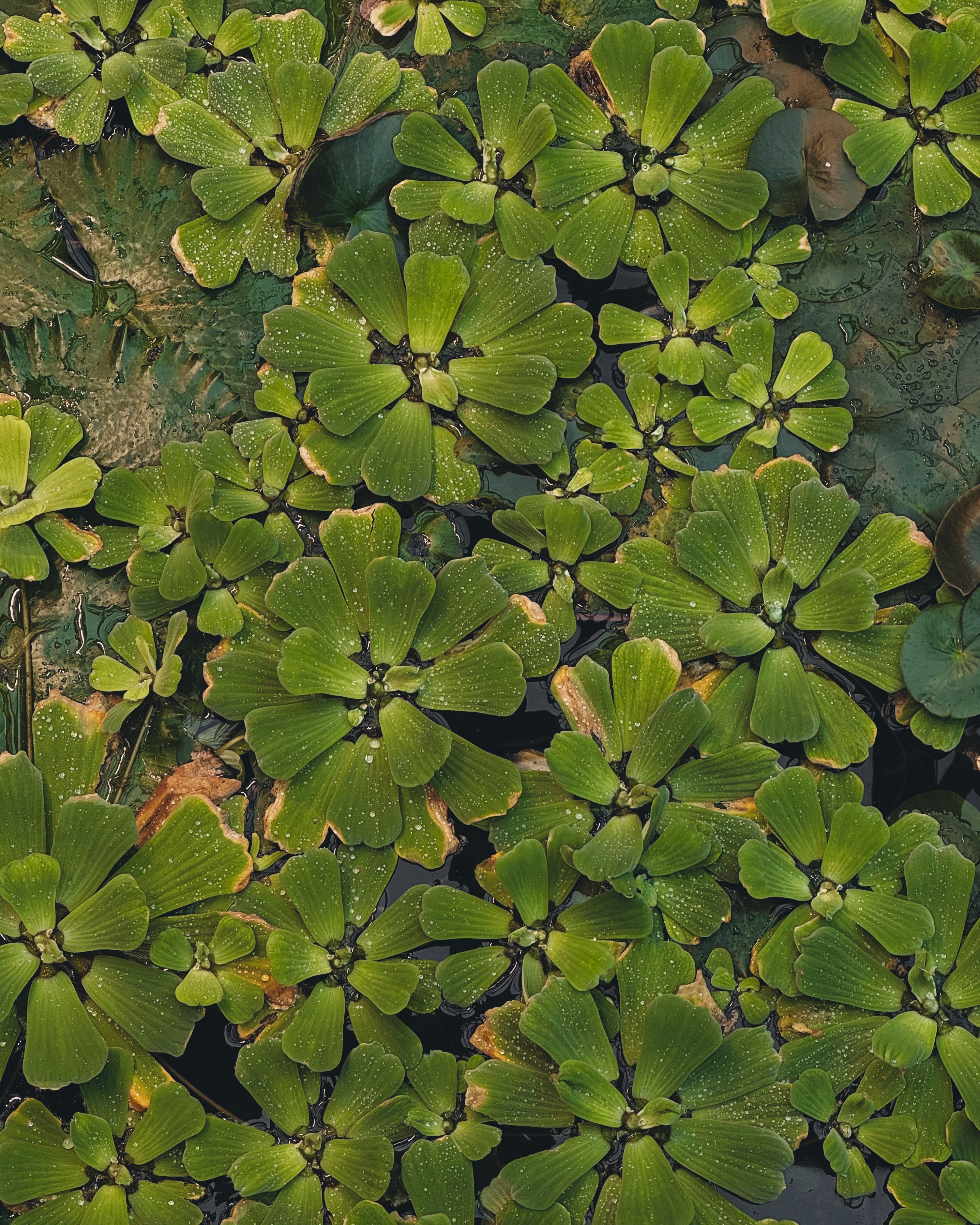 Lush Water Lettuce Plants Floating on Pond · Free Stock Photo