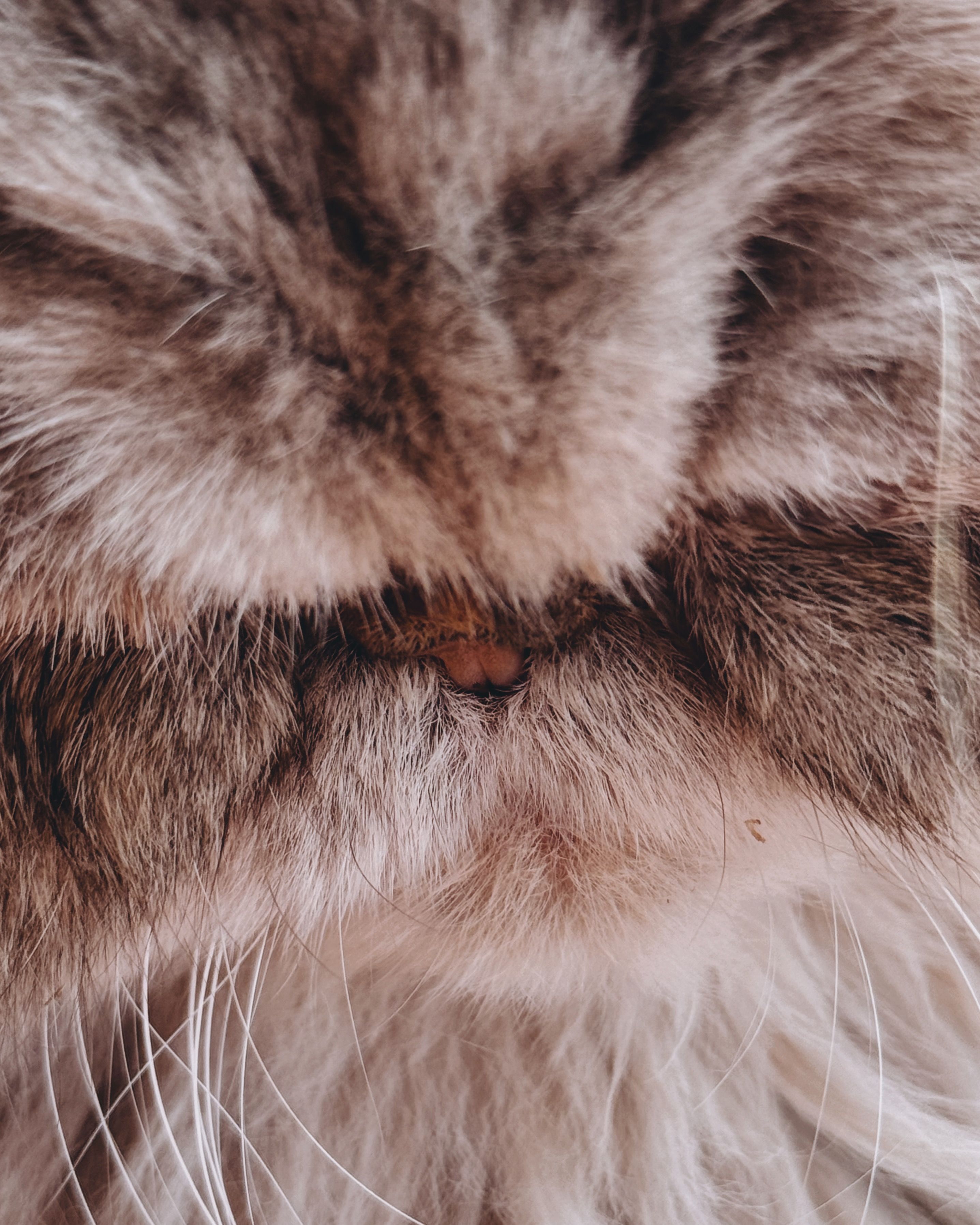 Close-up of a Fluffy Cat's Nose and Fur · Free Stock Photo