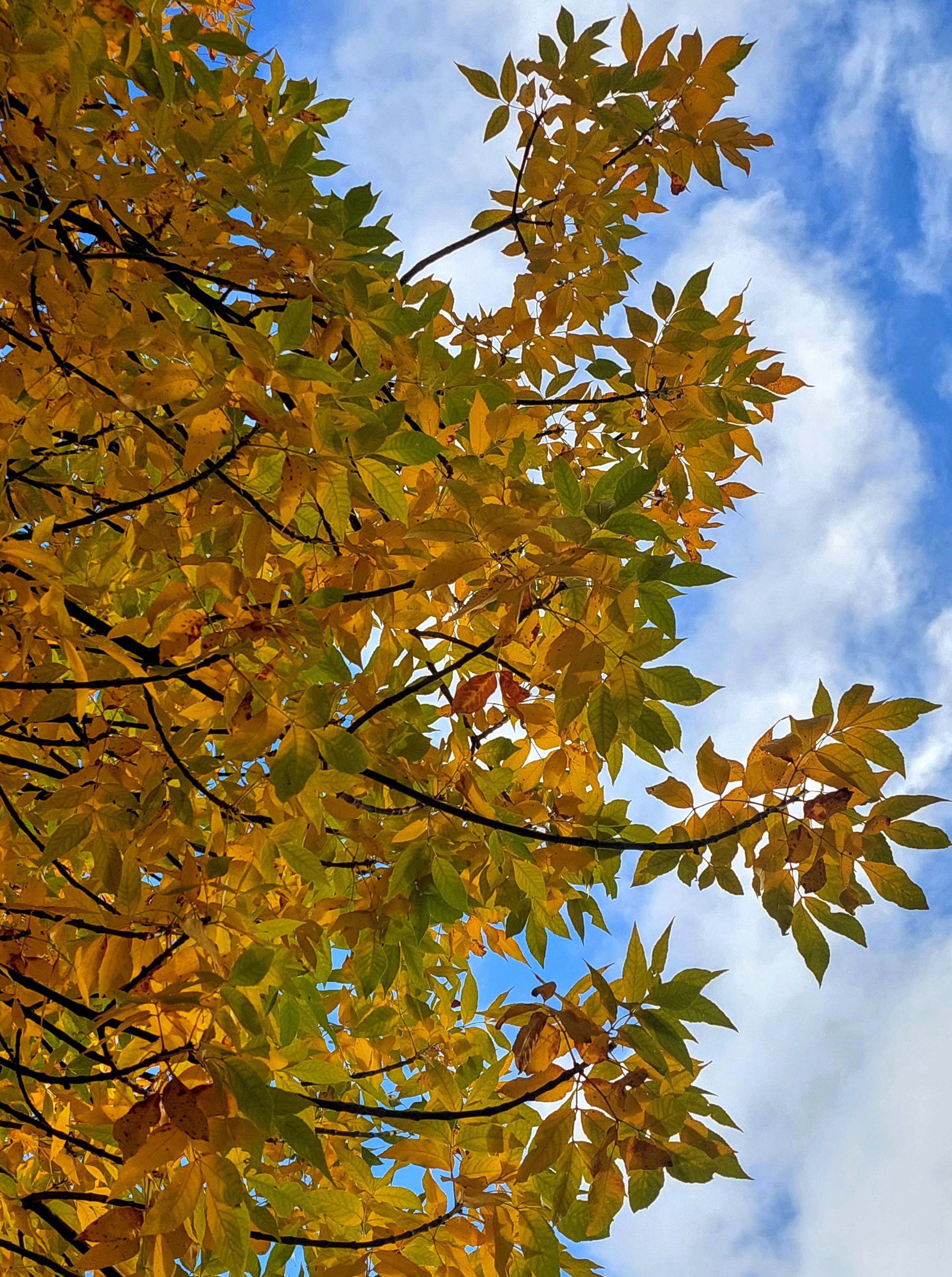 Golden Ash Leaves Against Blue Sky · Free Stock Photo